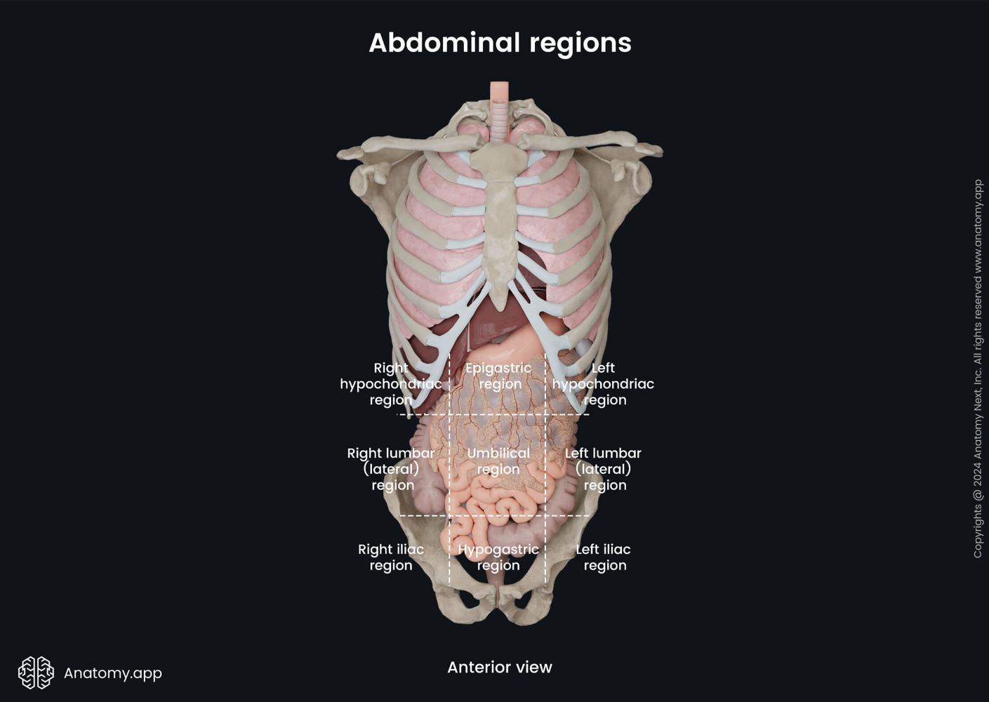 Anatomical terminology | Anatomy.app