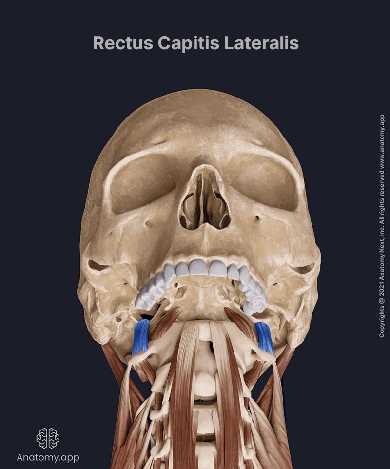 Rectus capitis lateralis | Anatomy.app