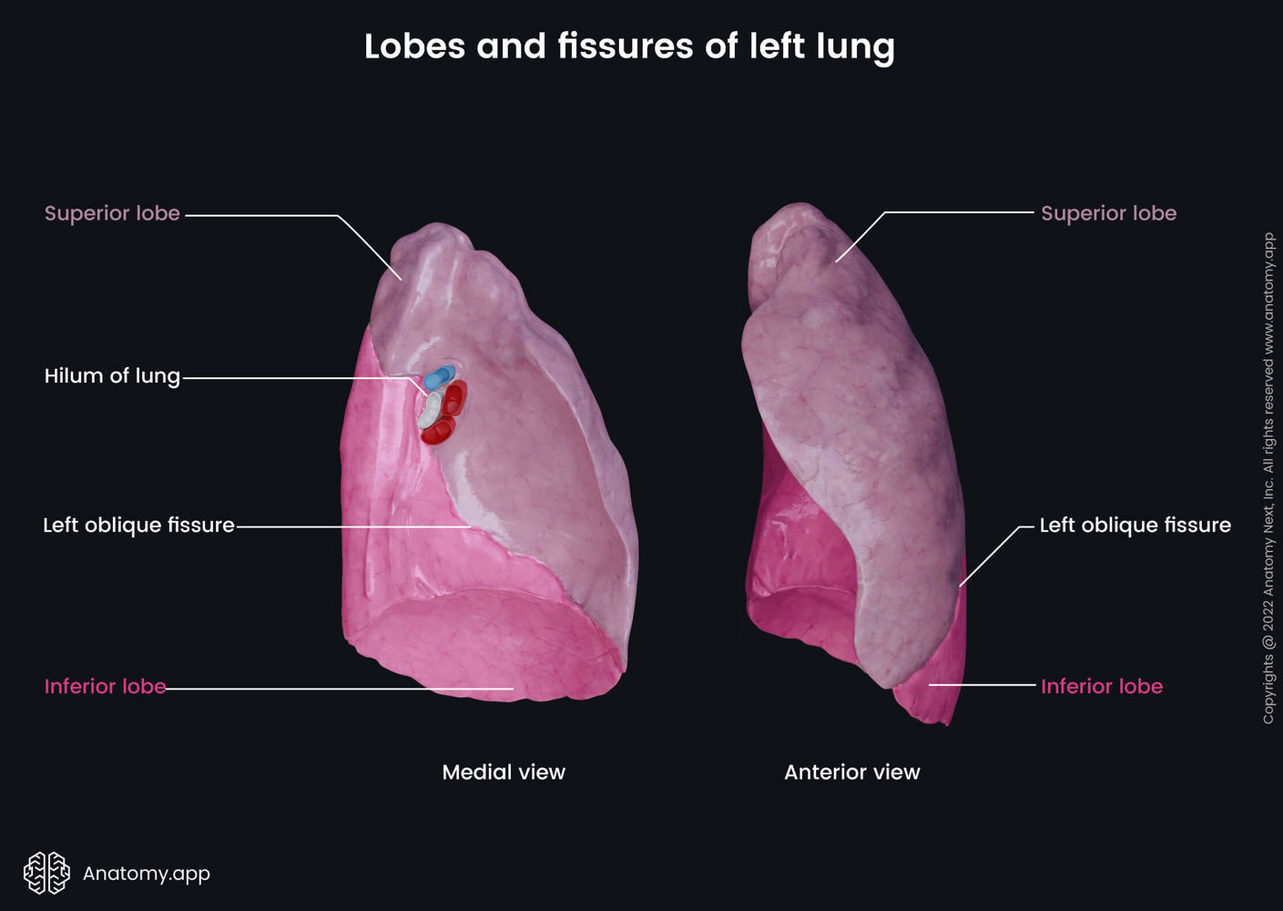 Lungs | Anatomy.app