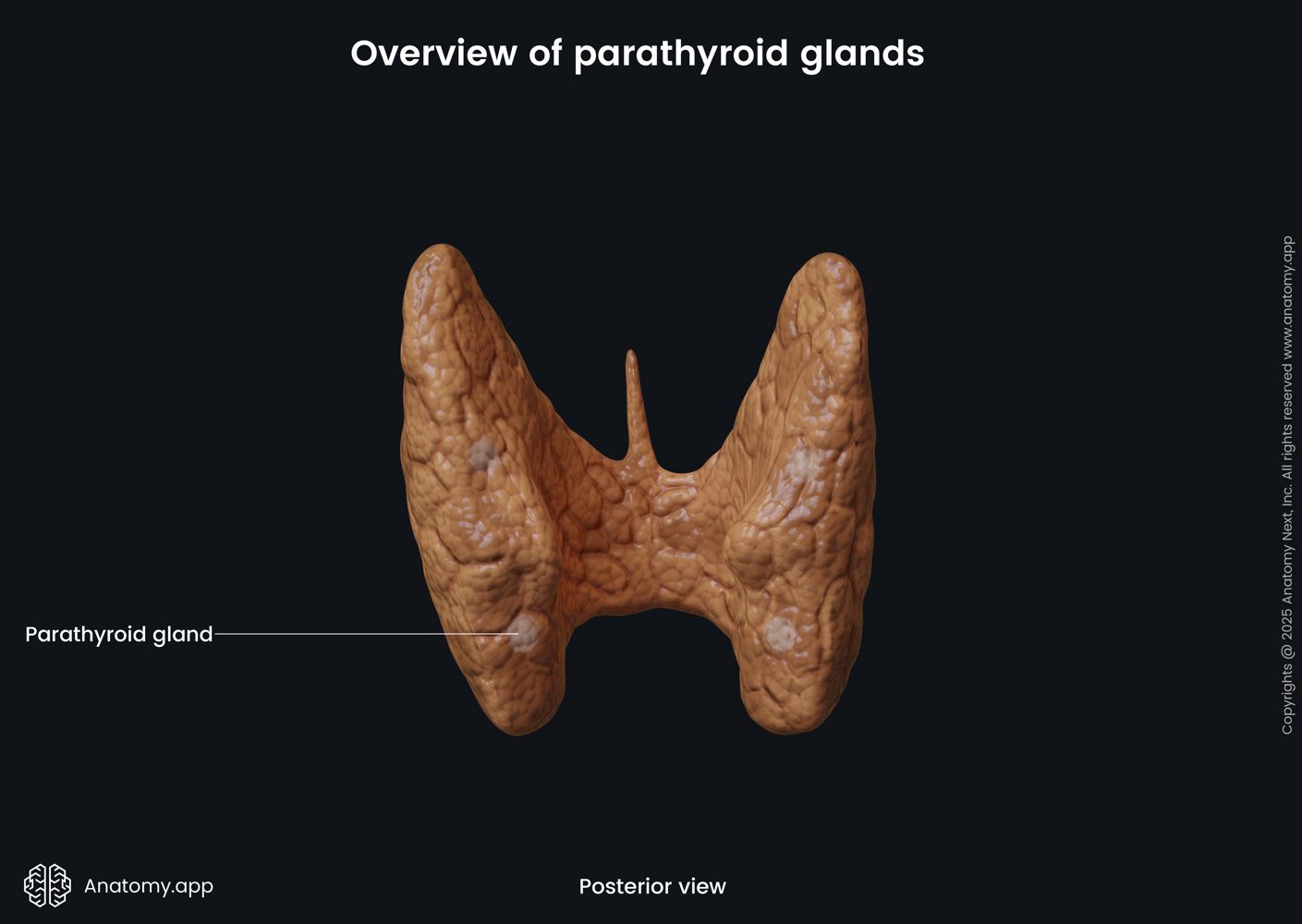 Gland Parathyroid Introducing The Parathyroid Glands Present In The