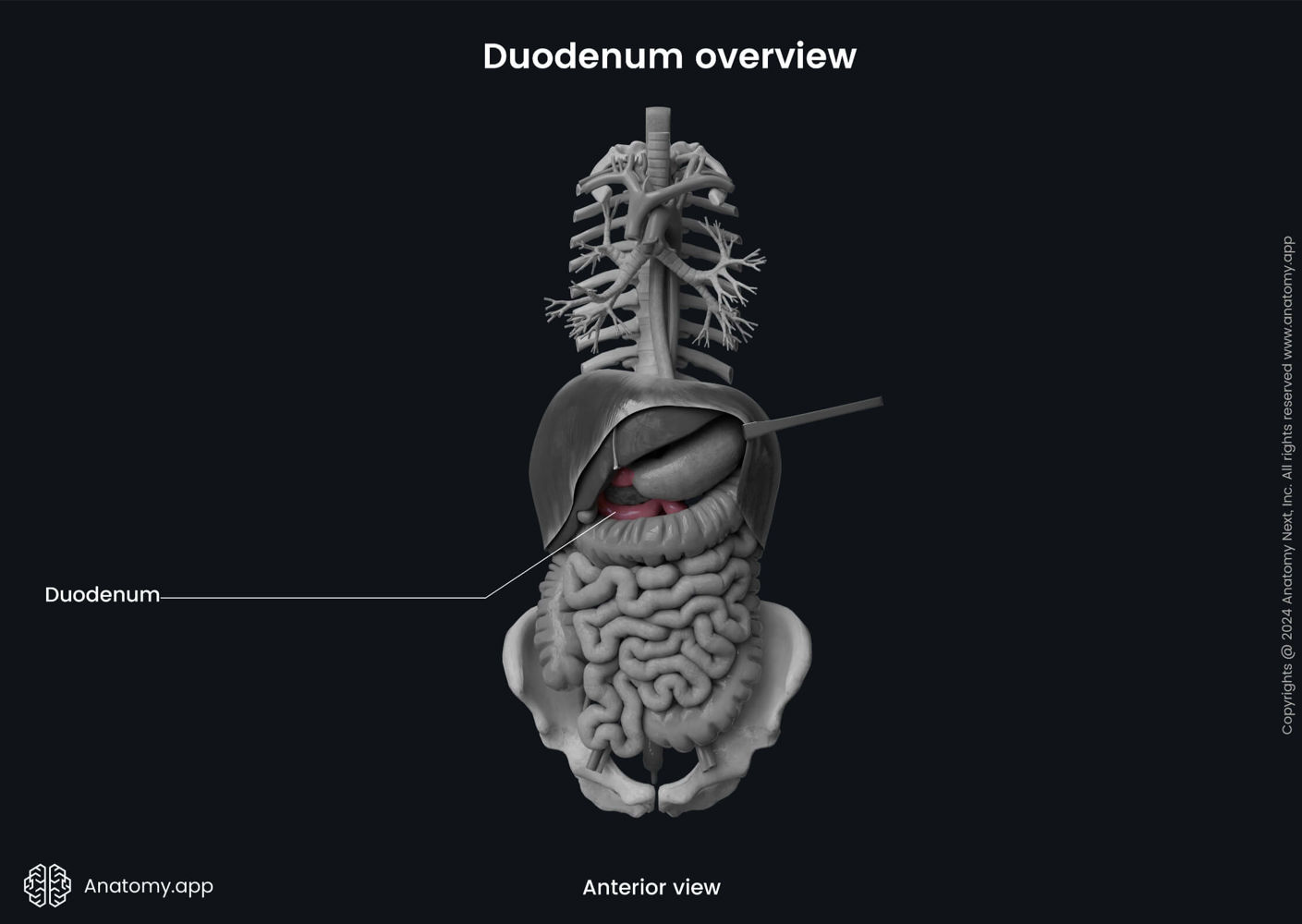 Duodenum | Anatomy.app