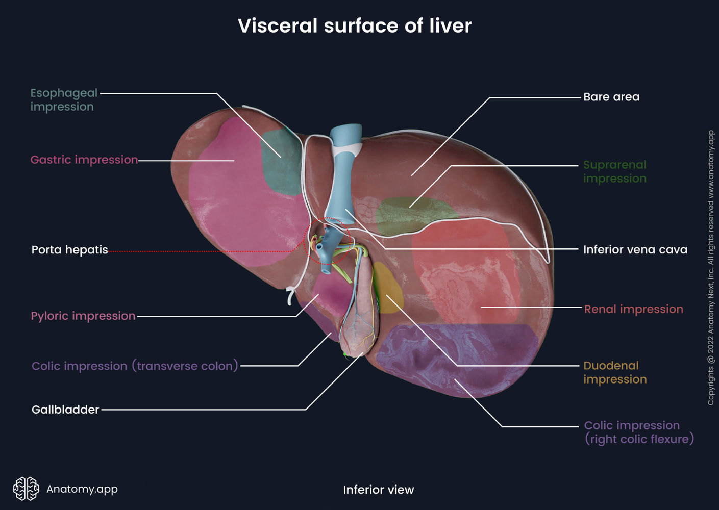 Liver | Anatomy.app