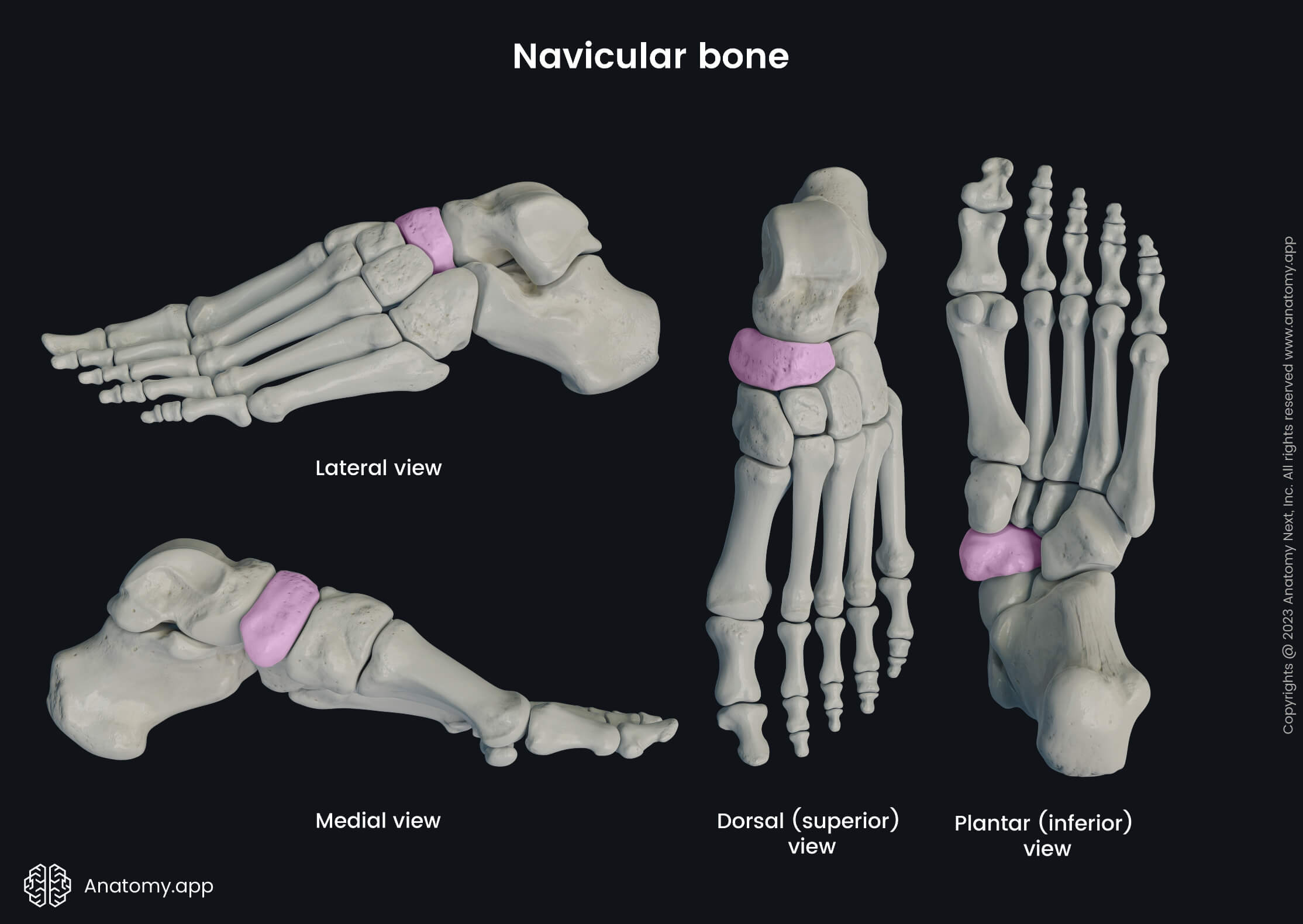 Tarsal bones | Encyclopedia | Anatomy.app | Learn anatomy | 3D models ...