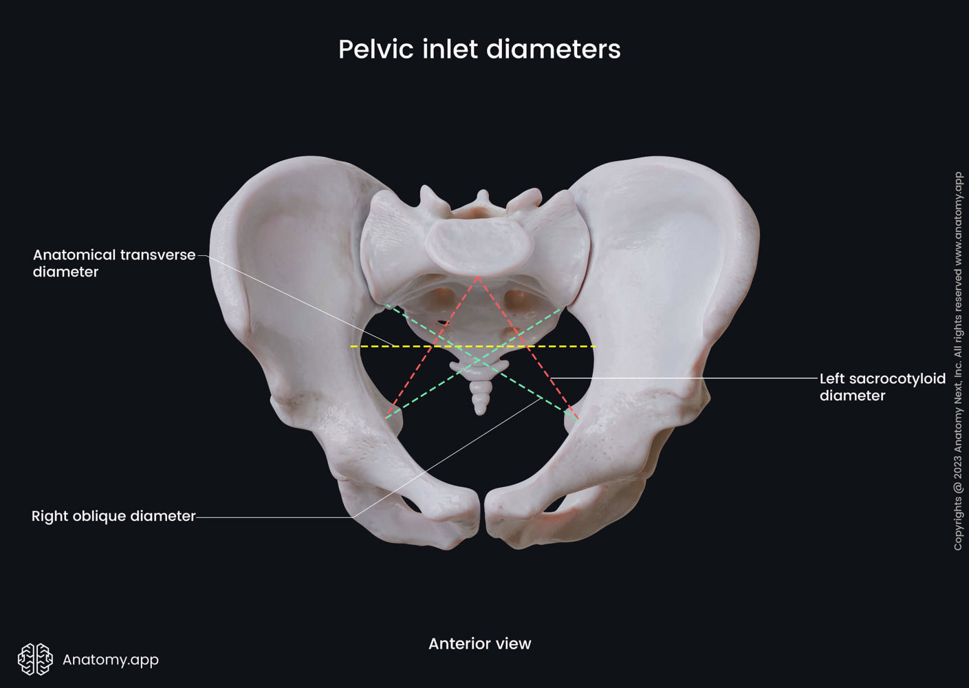 Pelvis | Anatomy.app