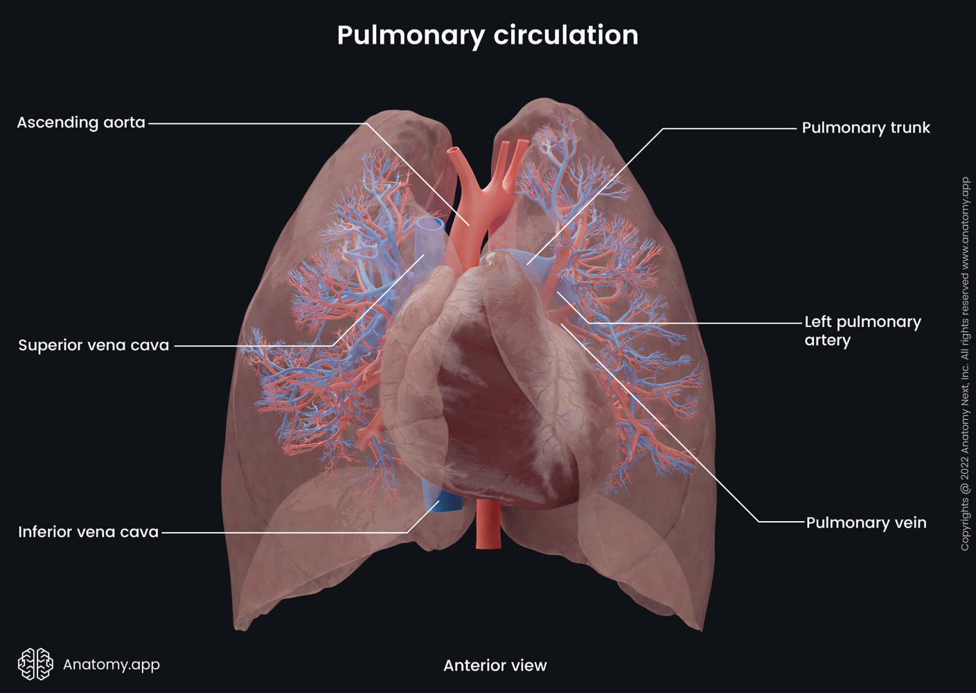 Lungs | Anatomy.app