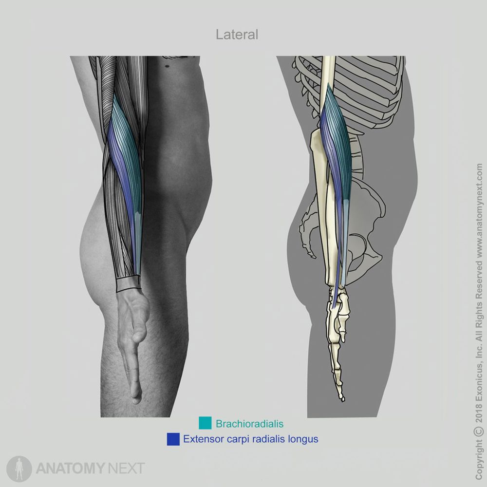 Extensor carpi radialis longus | Anatomy.app