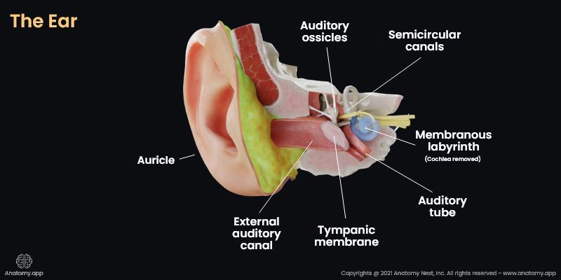 Human Ear Anatomy Parts Of Ear Structure Diagram And Parts Of The Ear