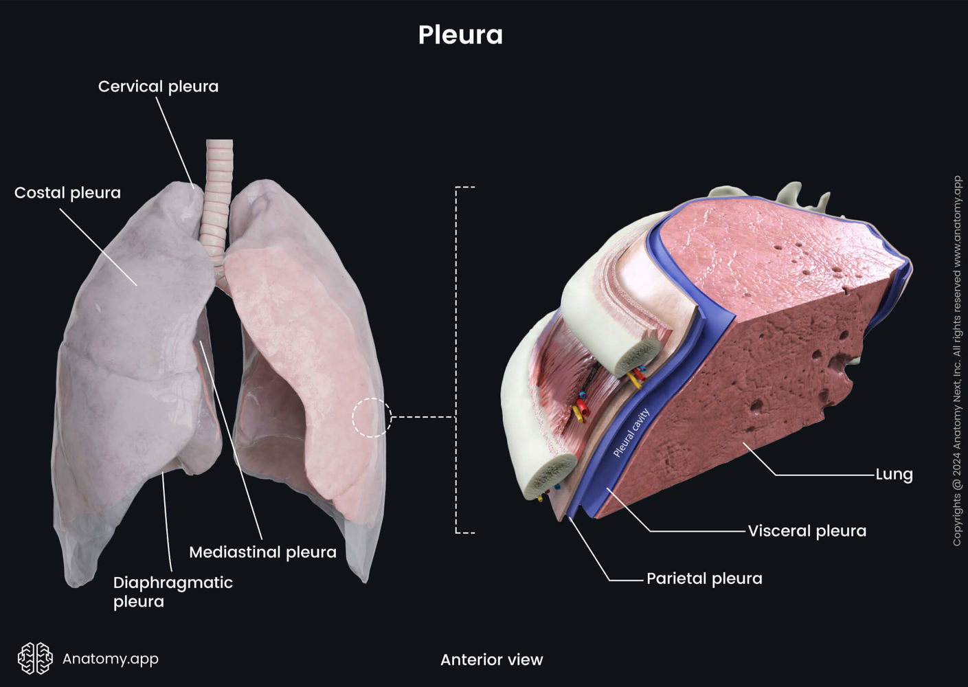 Anatomical terminology | Anatomy.app