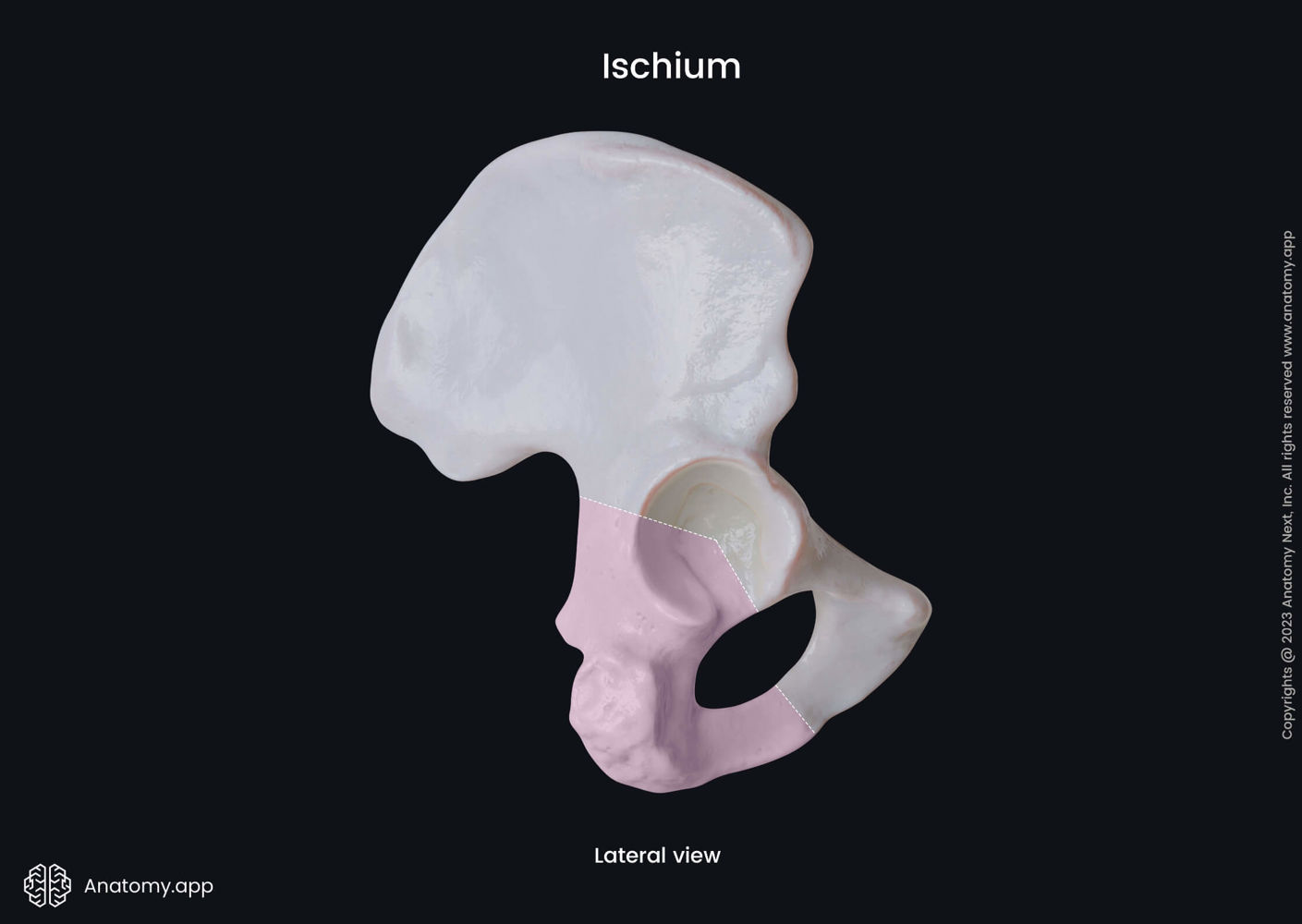 Ischium | Anatomy.app