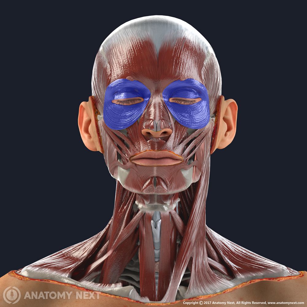 Orbicularis oculi | Anatomy.app