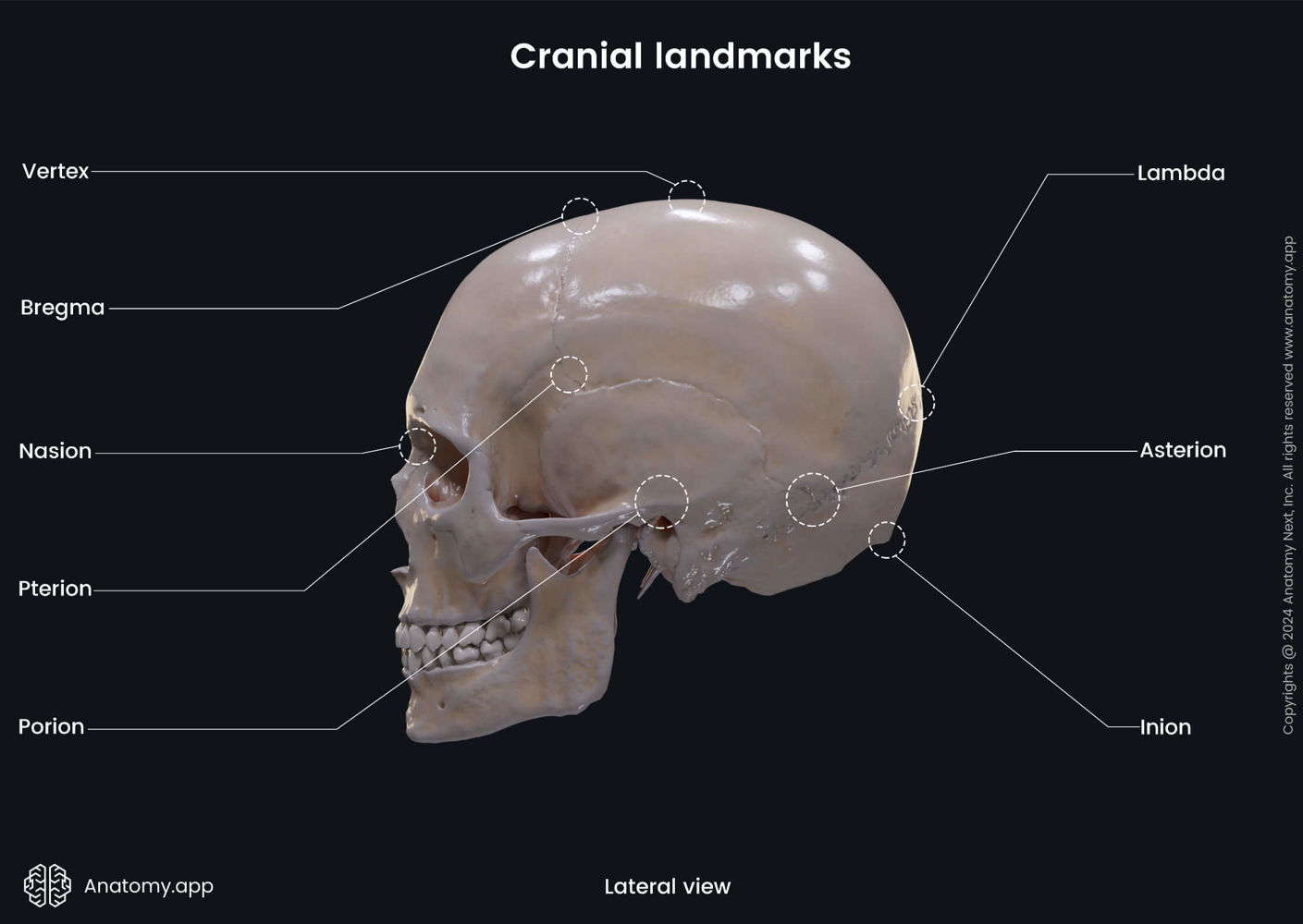 Sutures of skull | Anatomy.app