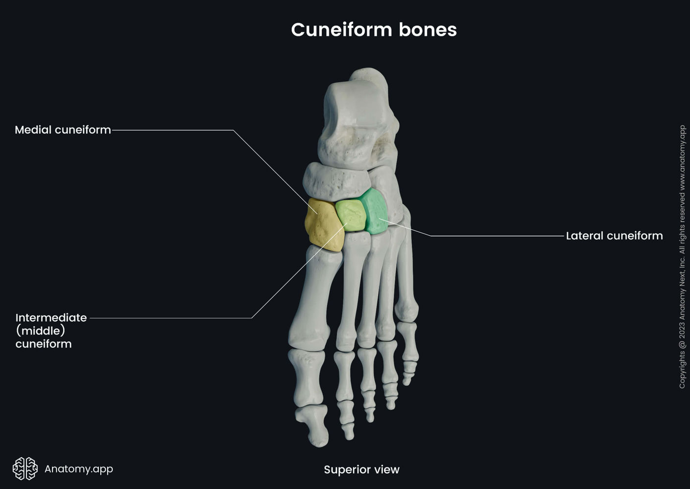 Cuneiform bones | Anatomy.app