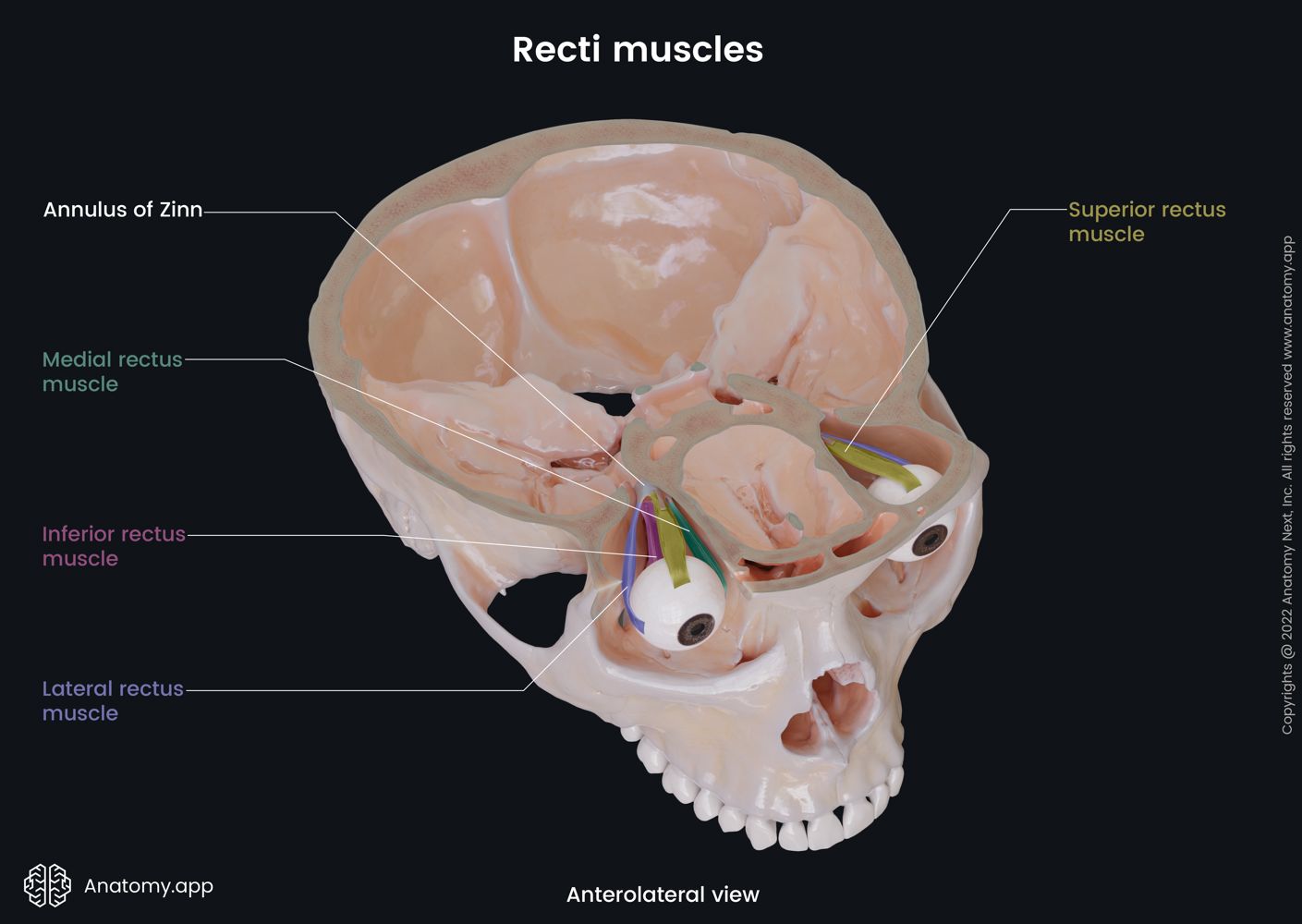 Medial rectus | Anatomy.app