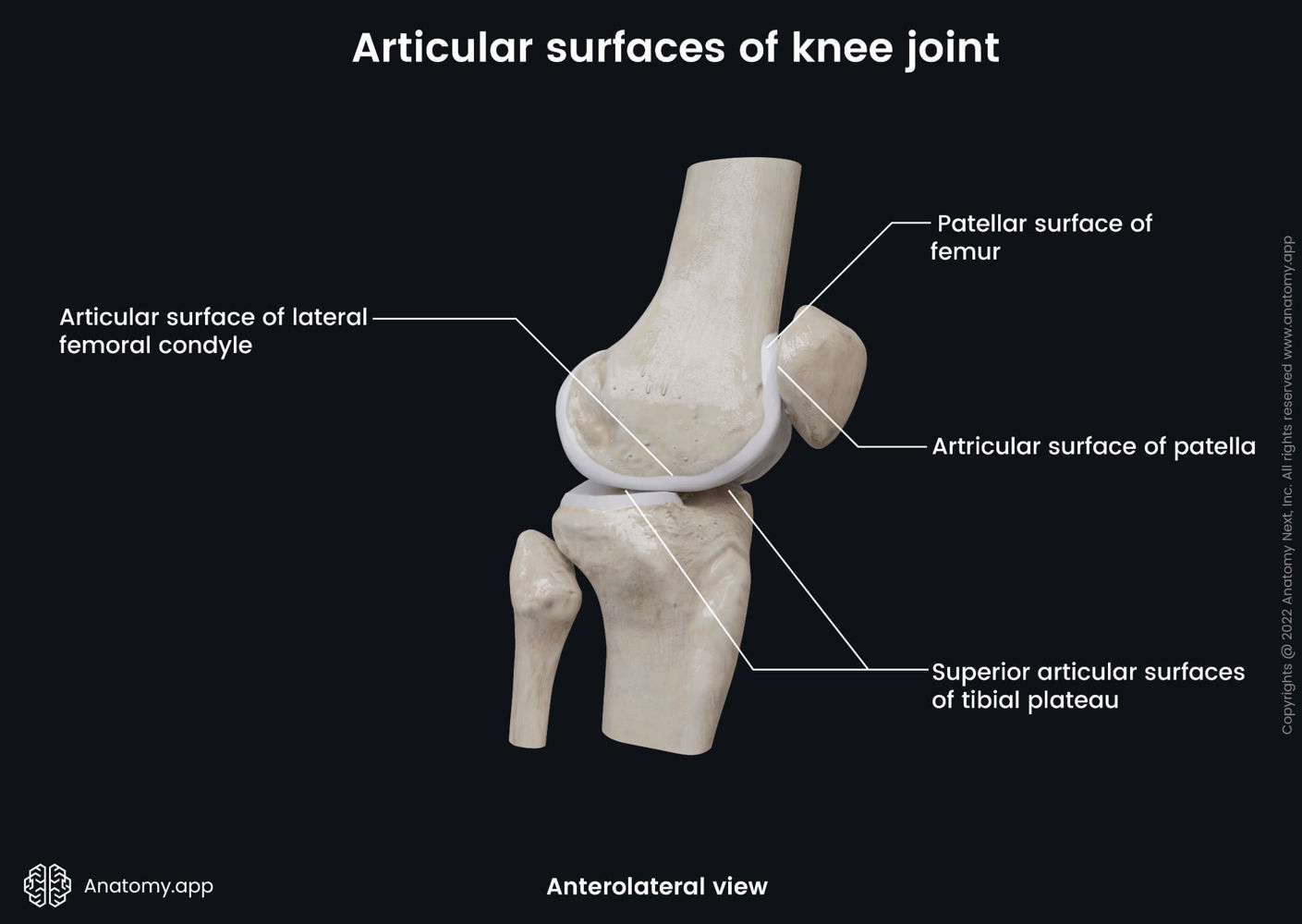 Patella Anatomy Diagram