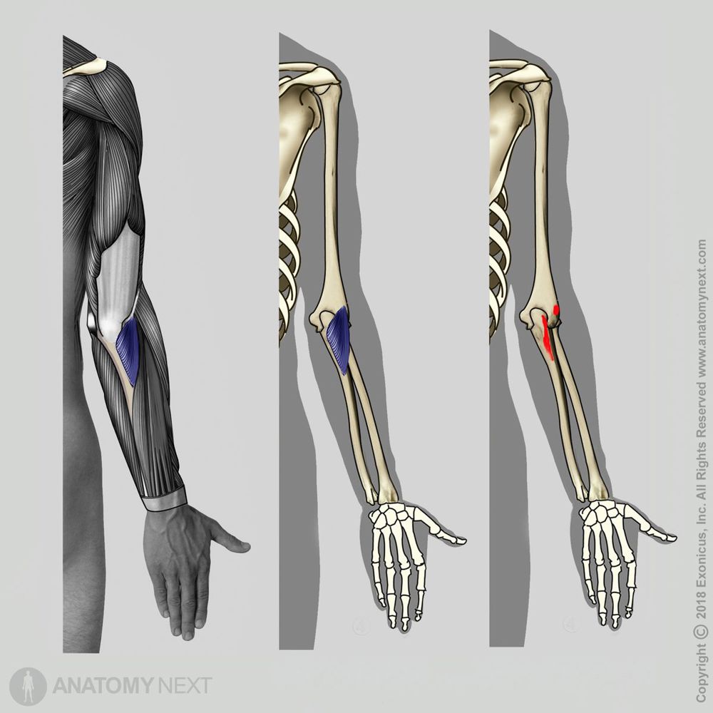 Anconeus | Anatomy.app