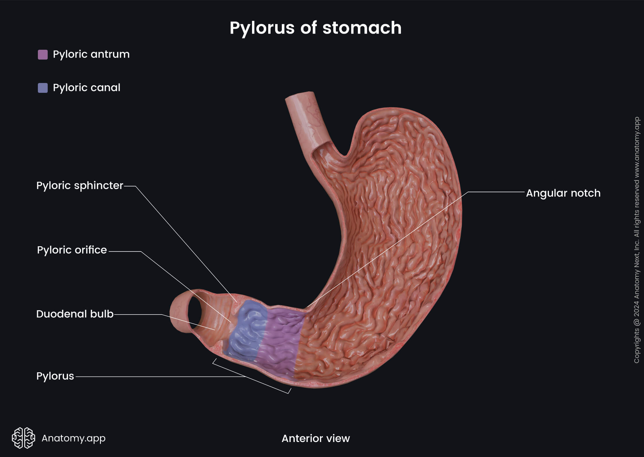 Stomach | Encyclopedia | Anatomy.app | Learn anatomy | 3D models ...