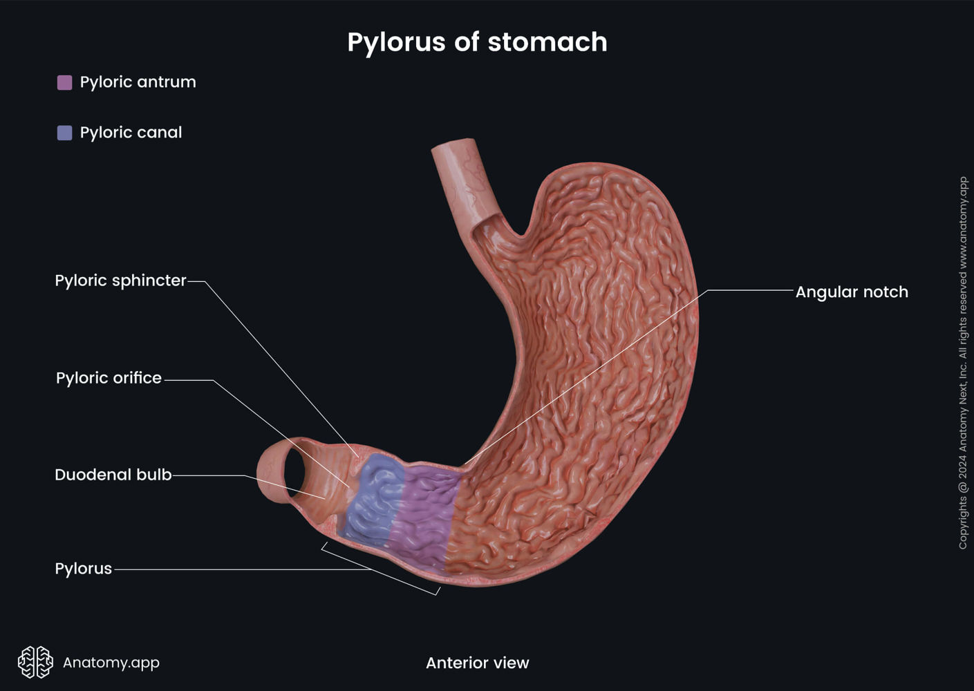 Stomach | Anatomy.app