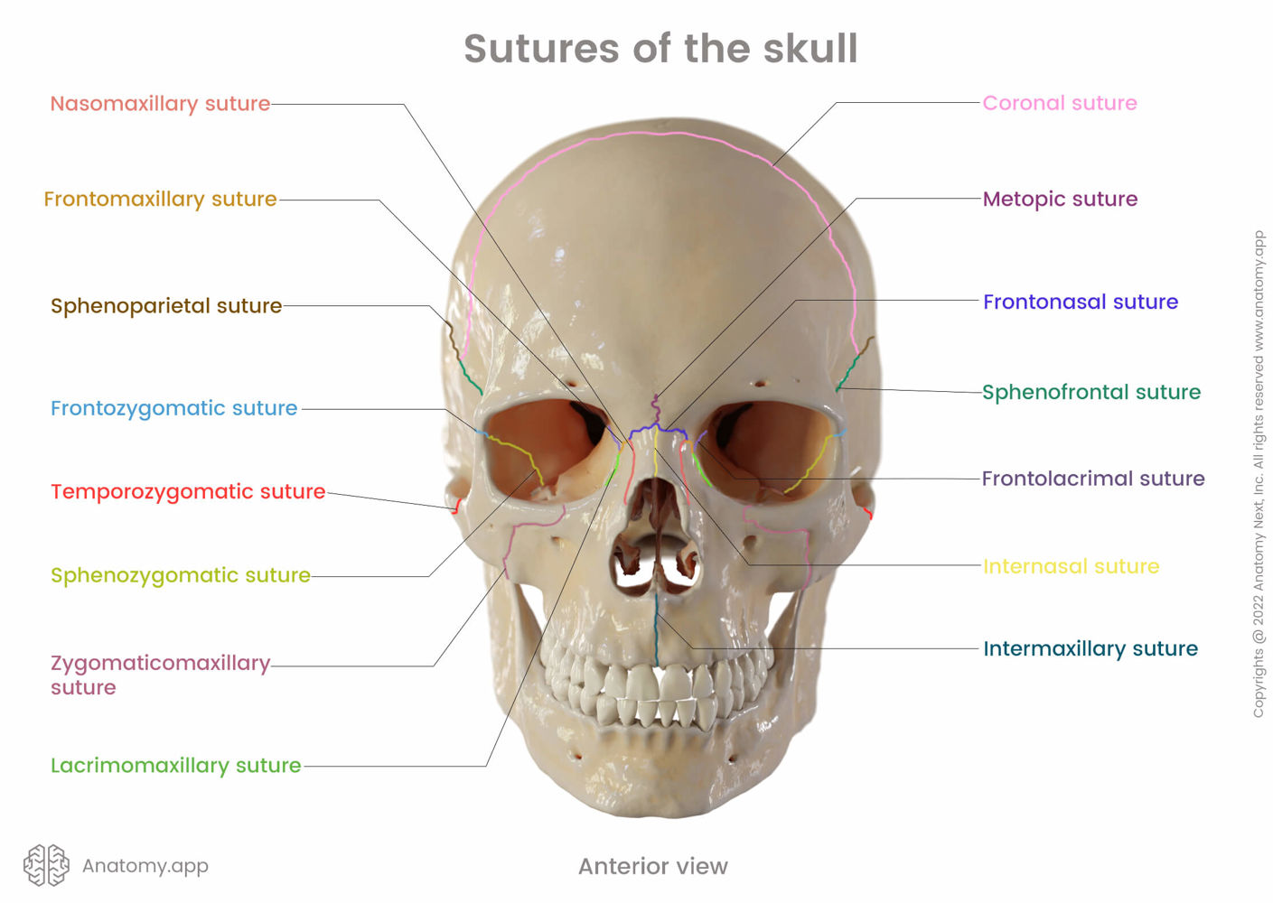 Sutures of skull | Anatomy.app