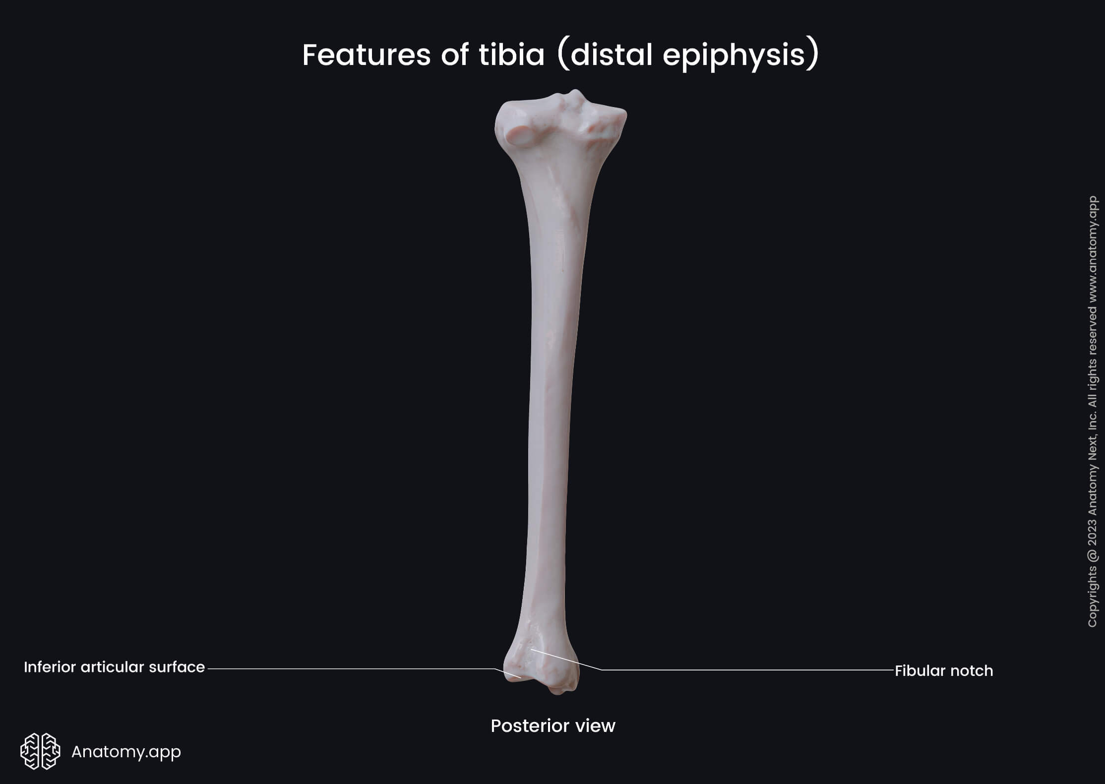 Tibia | Encyclopedia | Anatomy.app | Learn anatomy | 3D models, articles, and quizzes