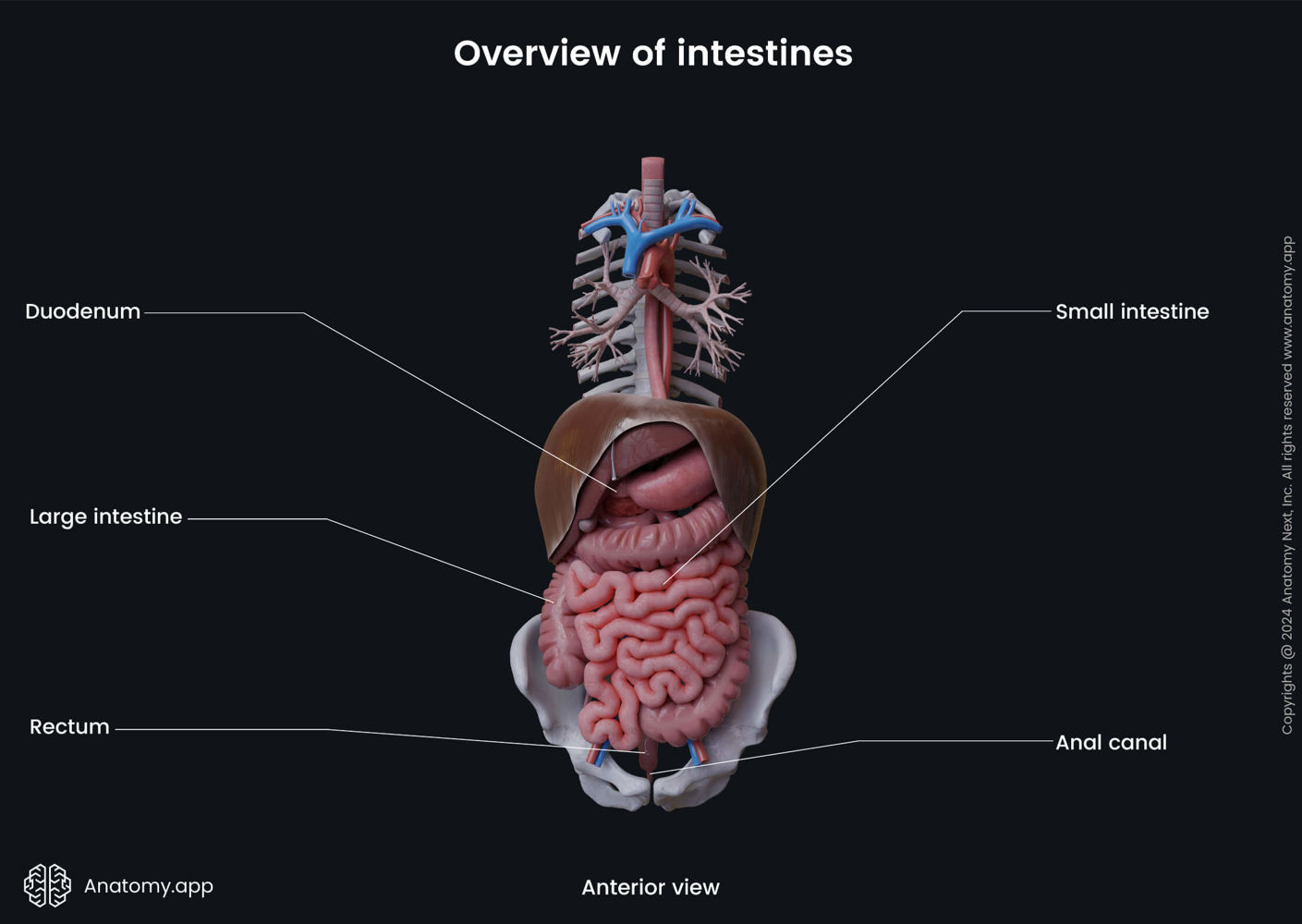 Large intestine | Anatomy.app