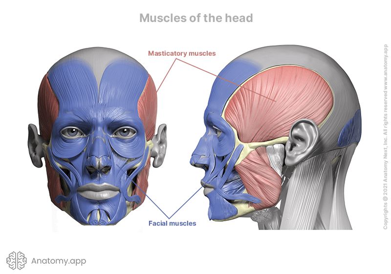 Head muscles | Anatomy.app