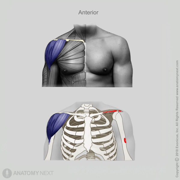 Deltoid | Anatomy.app