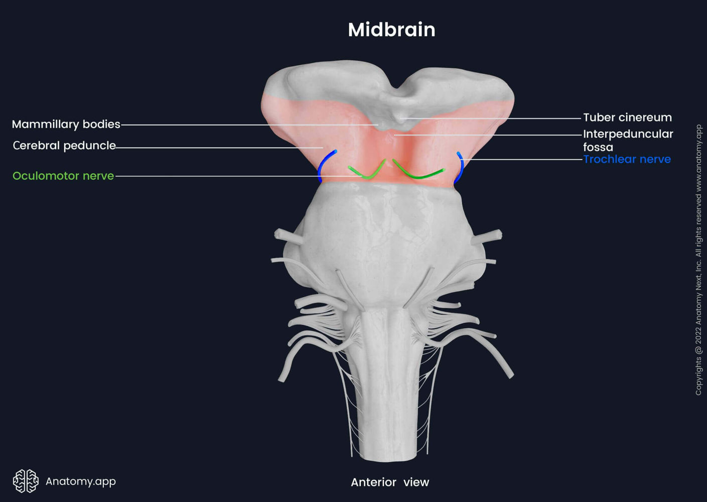 Midbrain | Anatomy.app