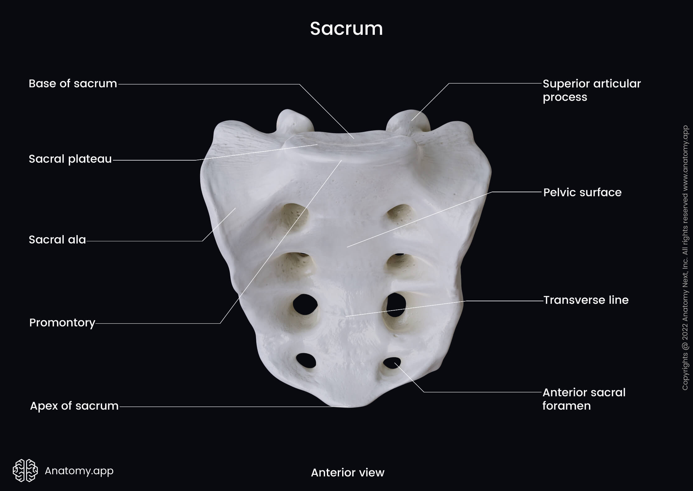 Sacrum | Encyclopedia | Anatomy.app | Learn anatomy | 3D models ...