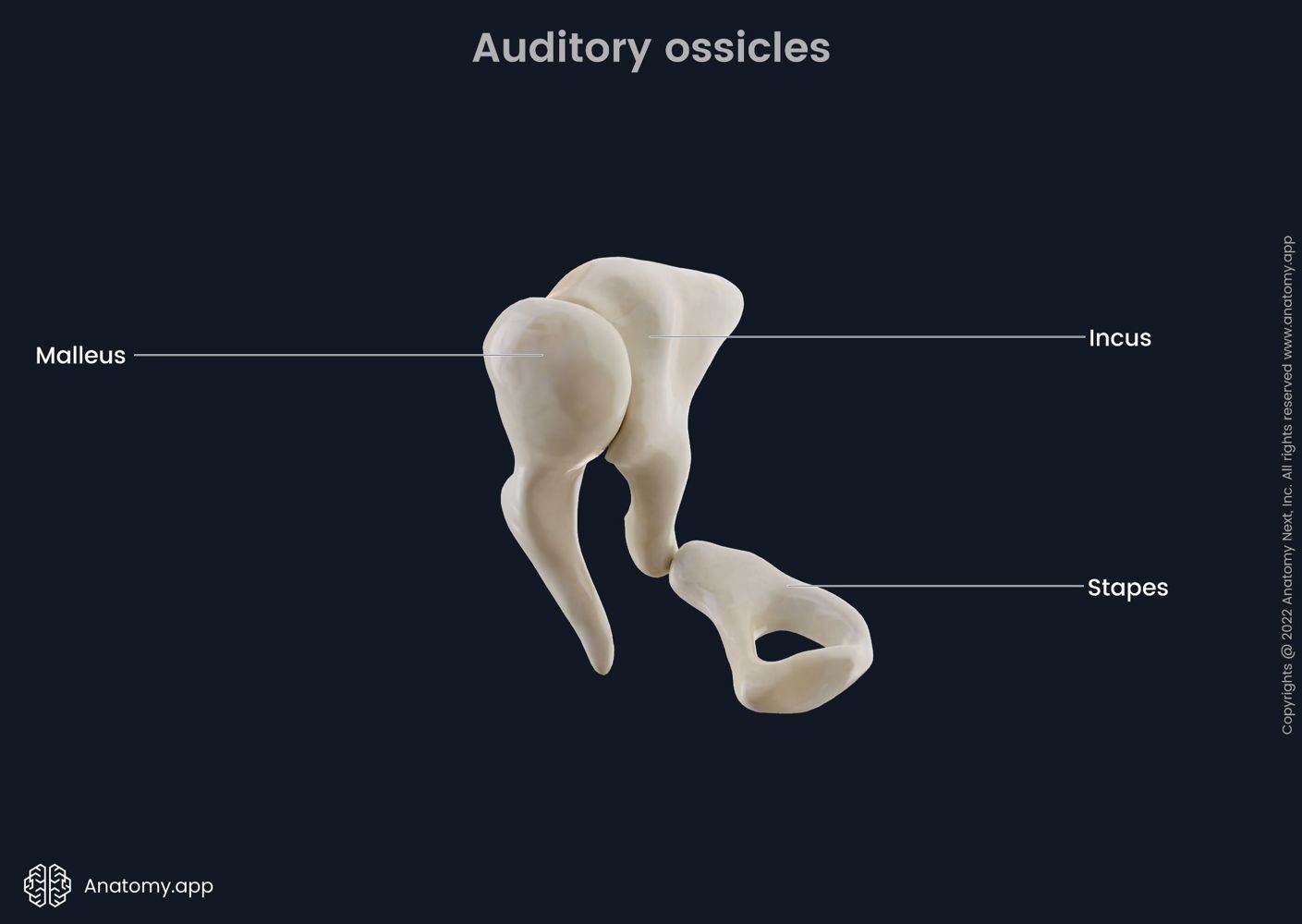 Auditory ossicles | Anatomy.app