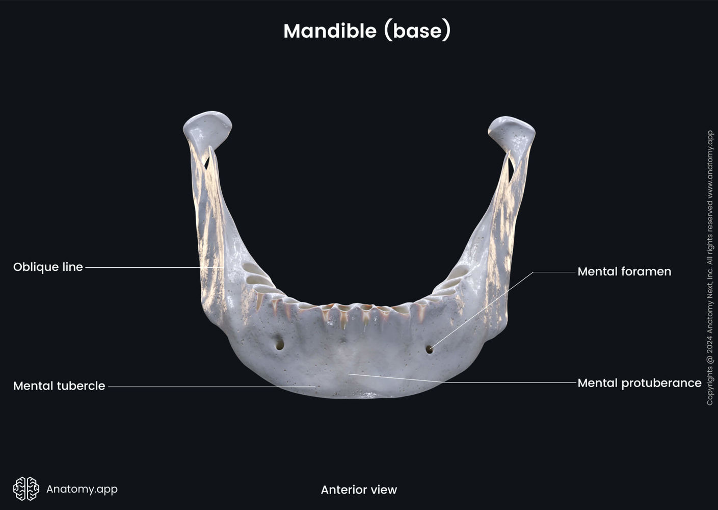 Mandible | Anatomy.app