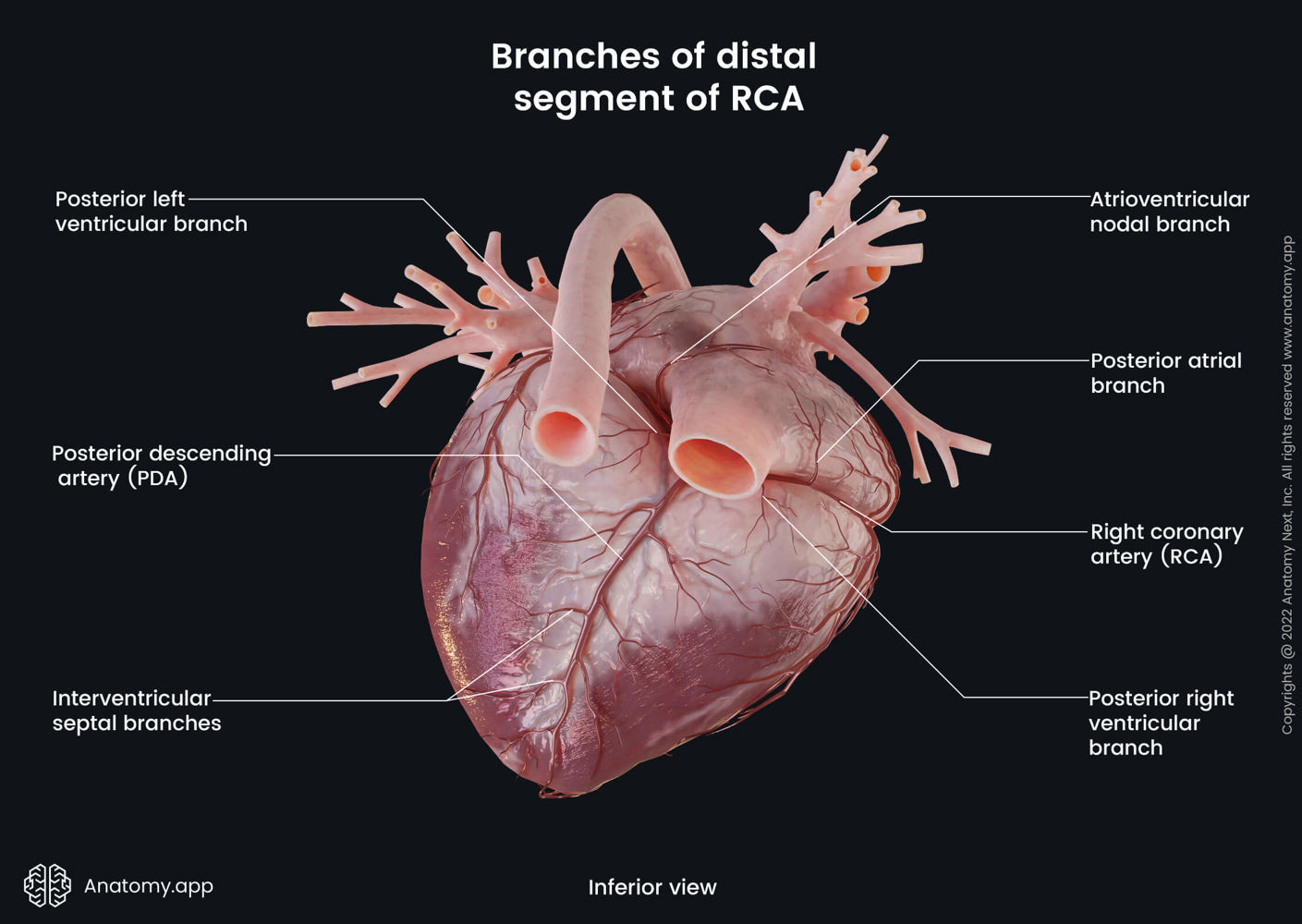 Right coronary artery | Anatomy.app