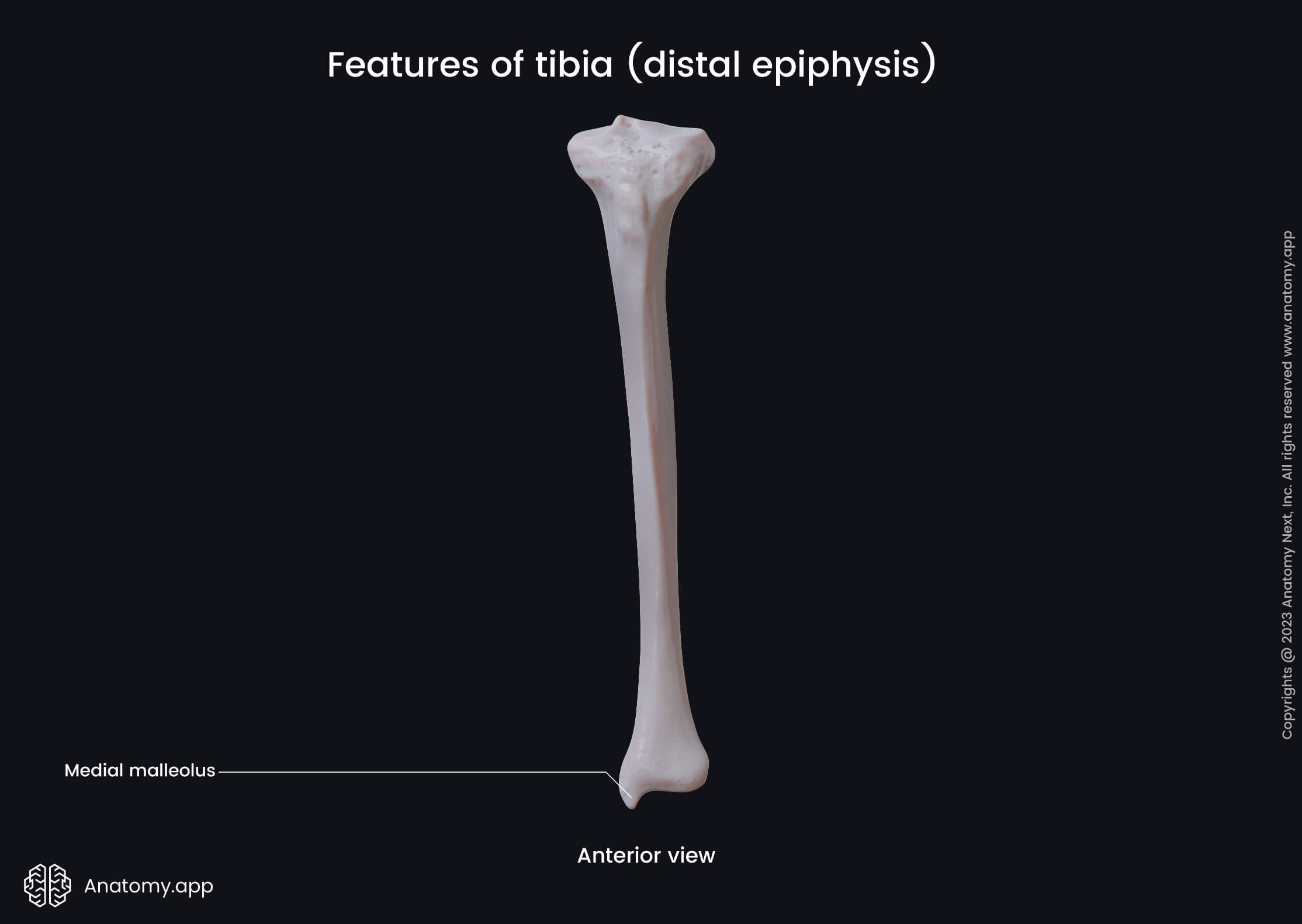Tibia | Encyclopedia | Anatomy.app | Learn anatomy | 3D models ...