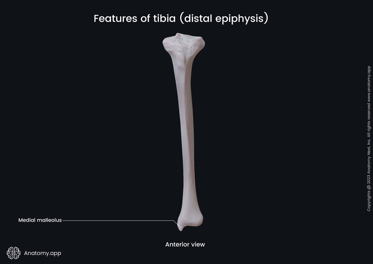 Tibia | Anatomy.app