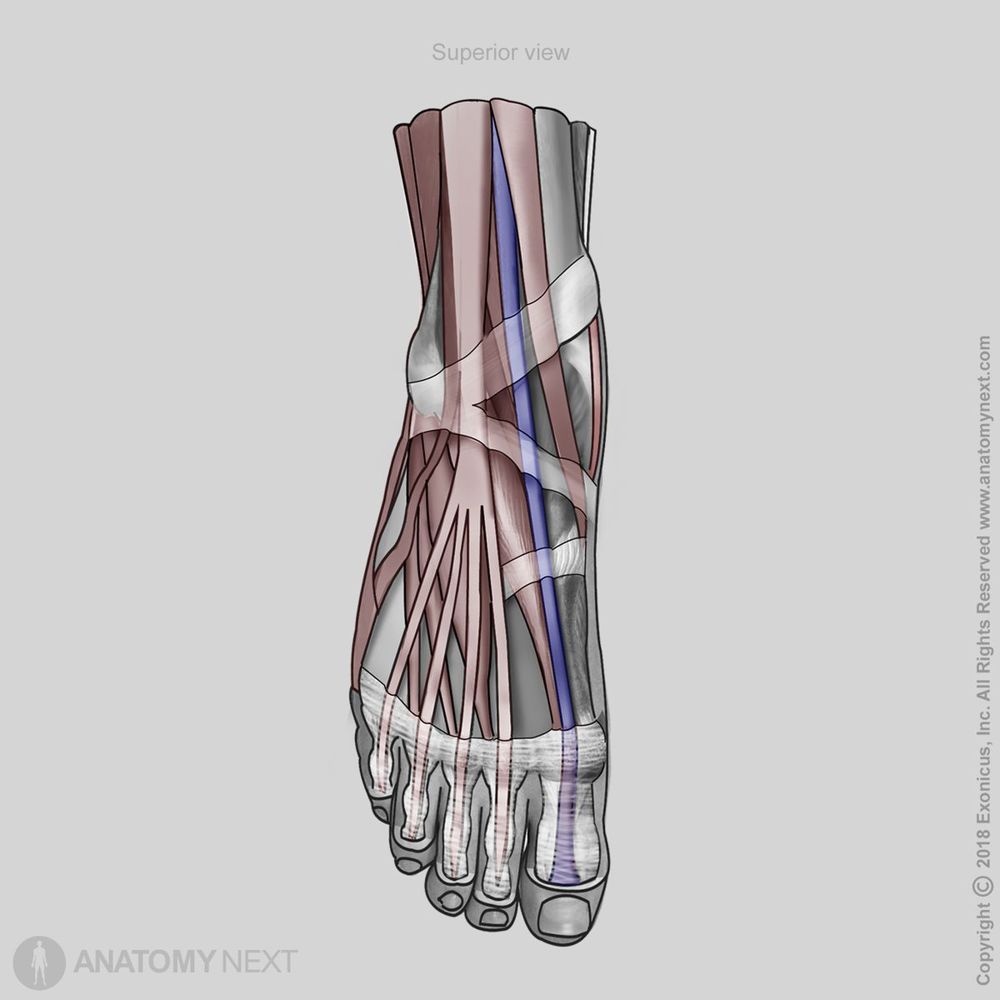 Extensor hallucis longus | Anatomy.app