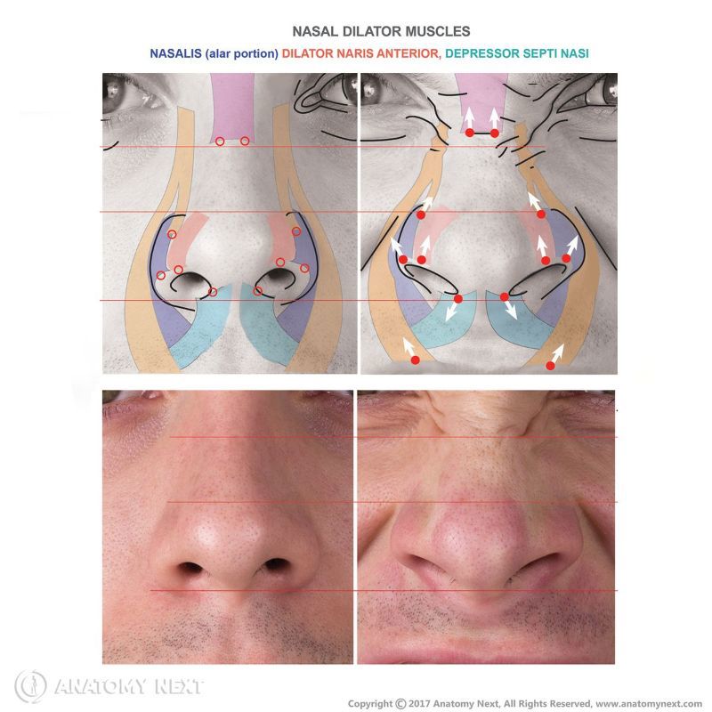 Alar nasalis | Anatomy.app