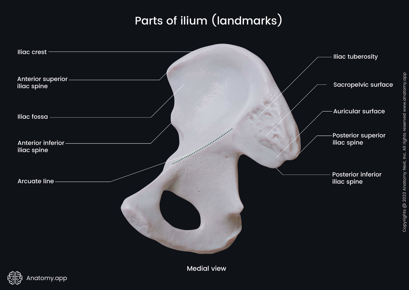 Ilium | Anatomy.app