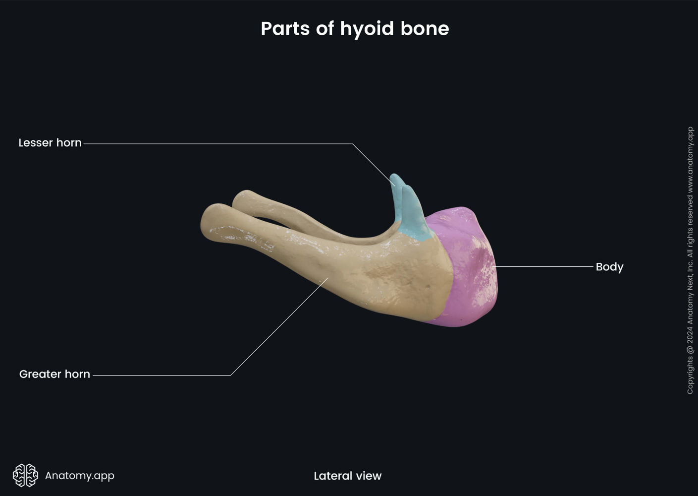 Hyoid bone | Anatomy.app