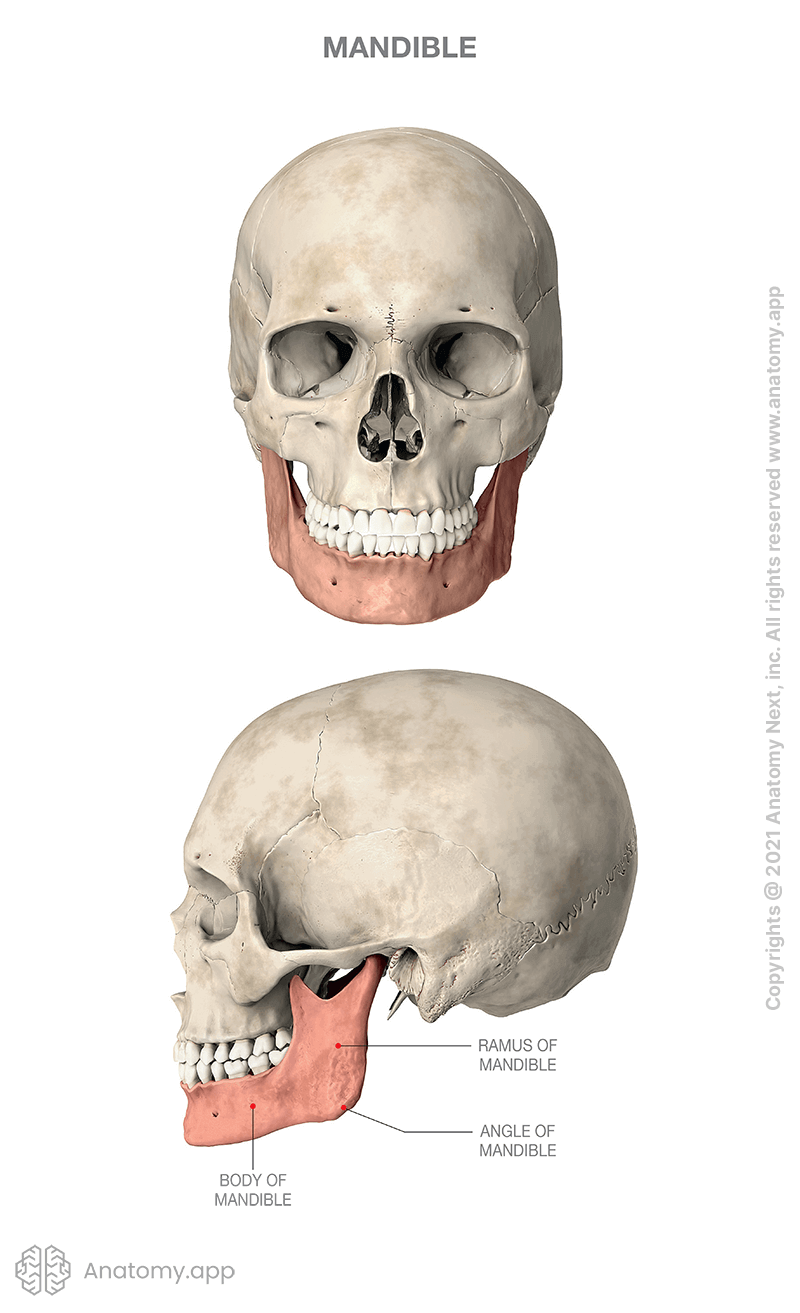 Mandible | Encyclopedia | Anatomy.app | Learn anatomy | 3D models ...