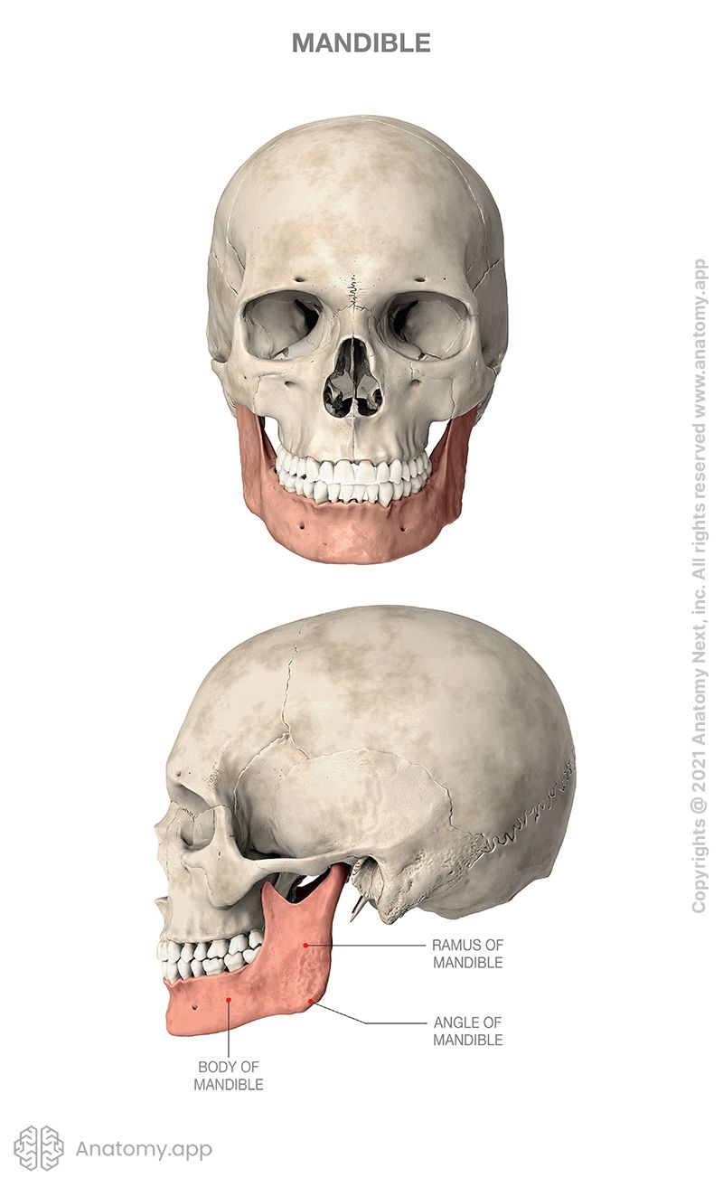 Mandible | Anatomy.app