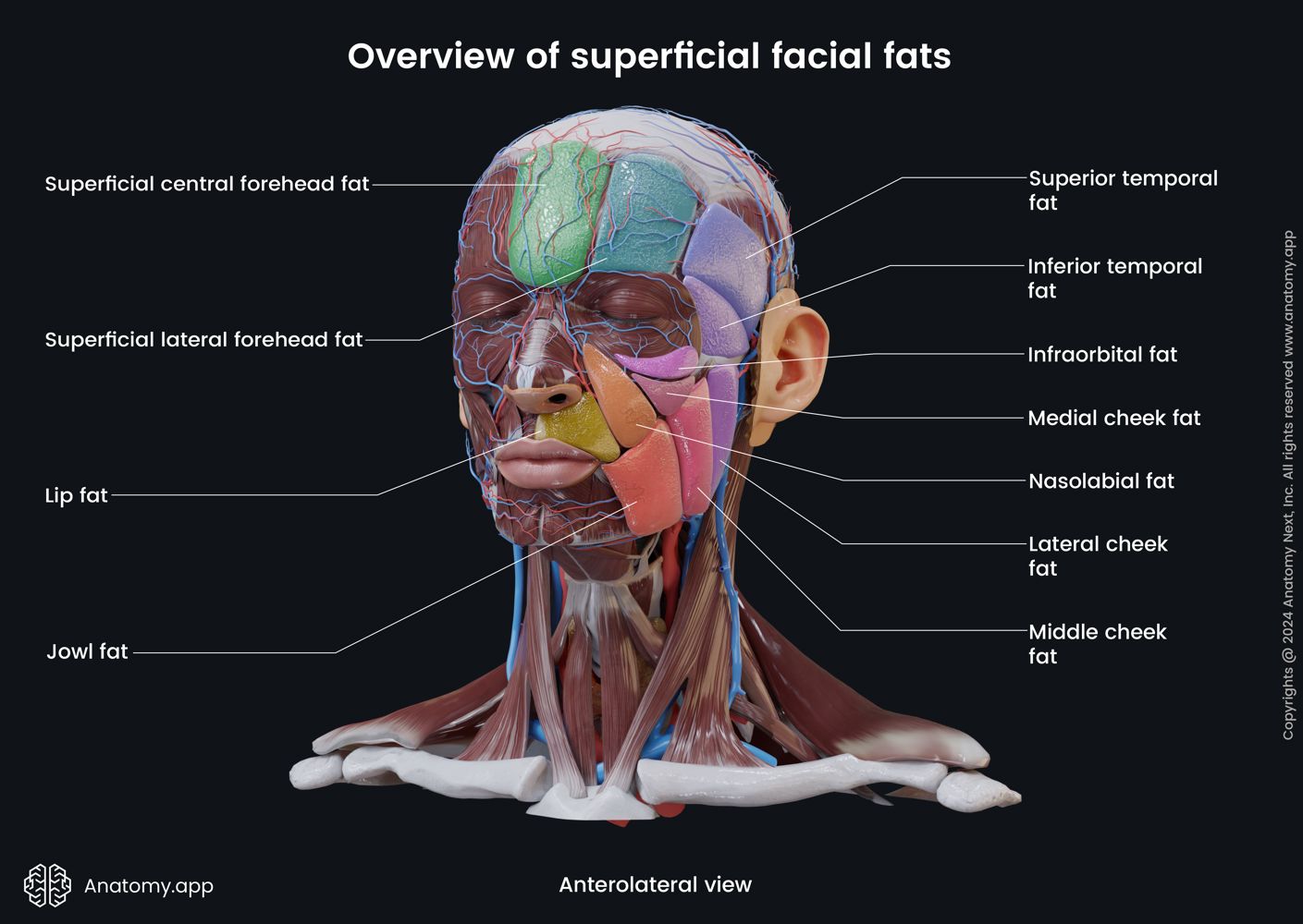 Anatomy.app Content News in May | Anatomy.app