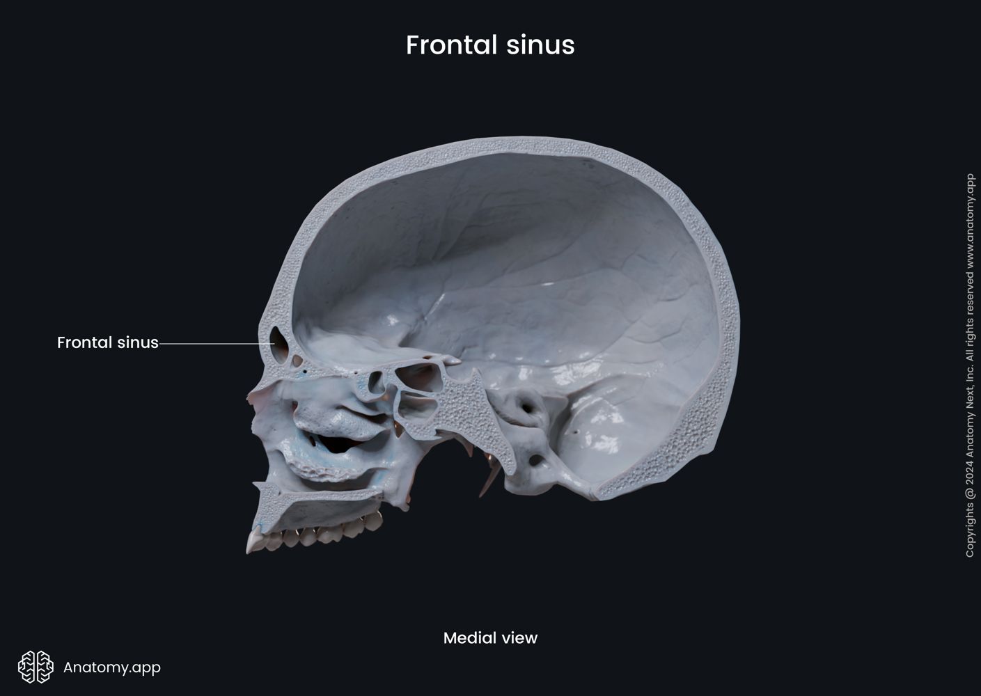 Anatomy Of Sinus