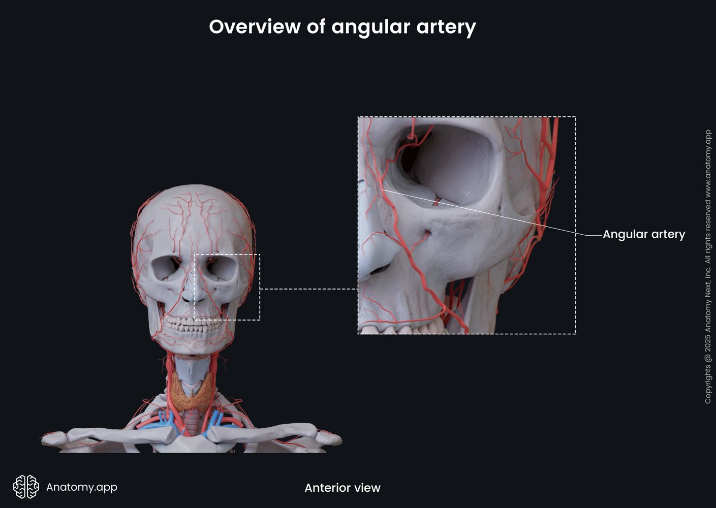 Angular artery | Anatomy.app