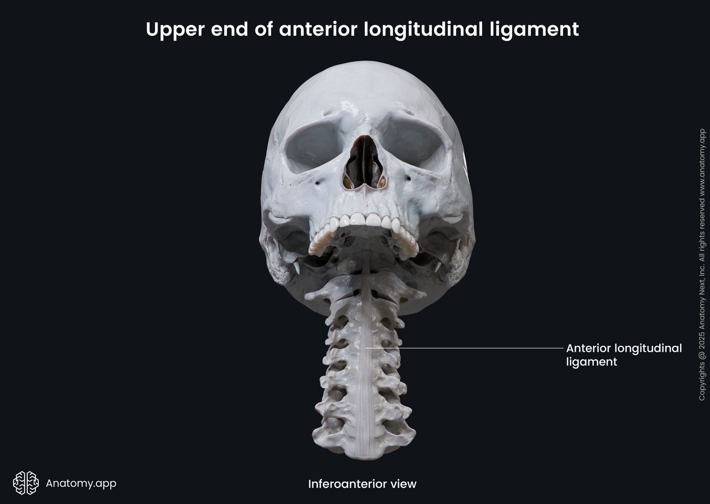 Anterior longitudinal ligament | Anatomy.app