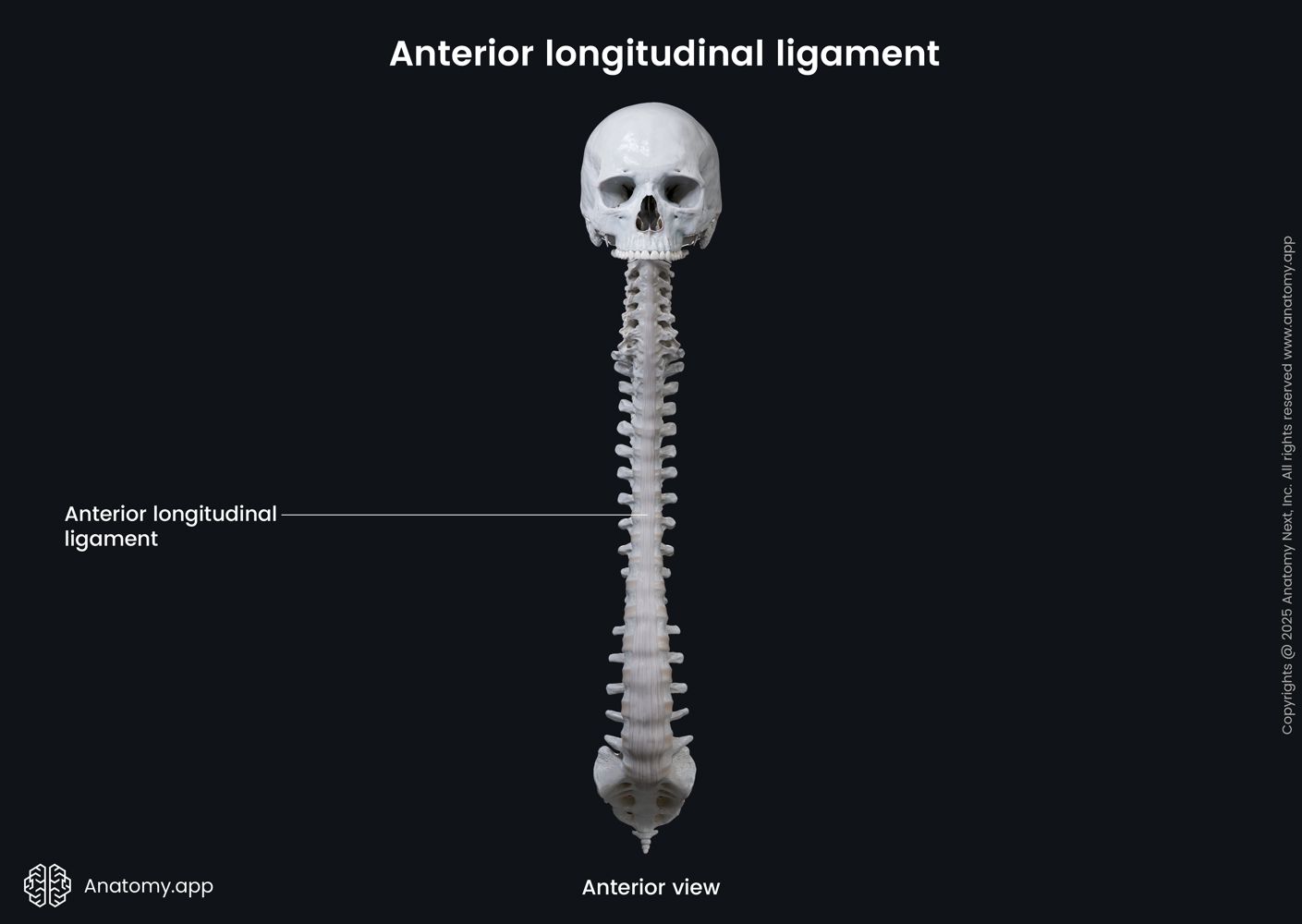 Anterior longitudinal ligament | Anatomy.app