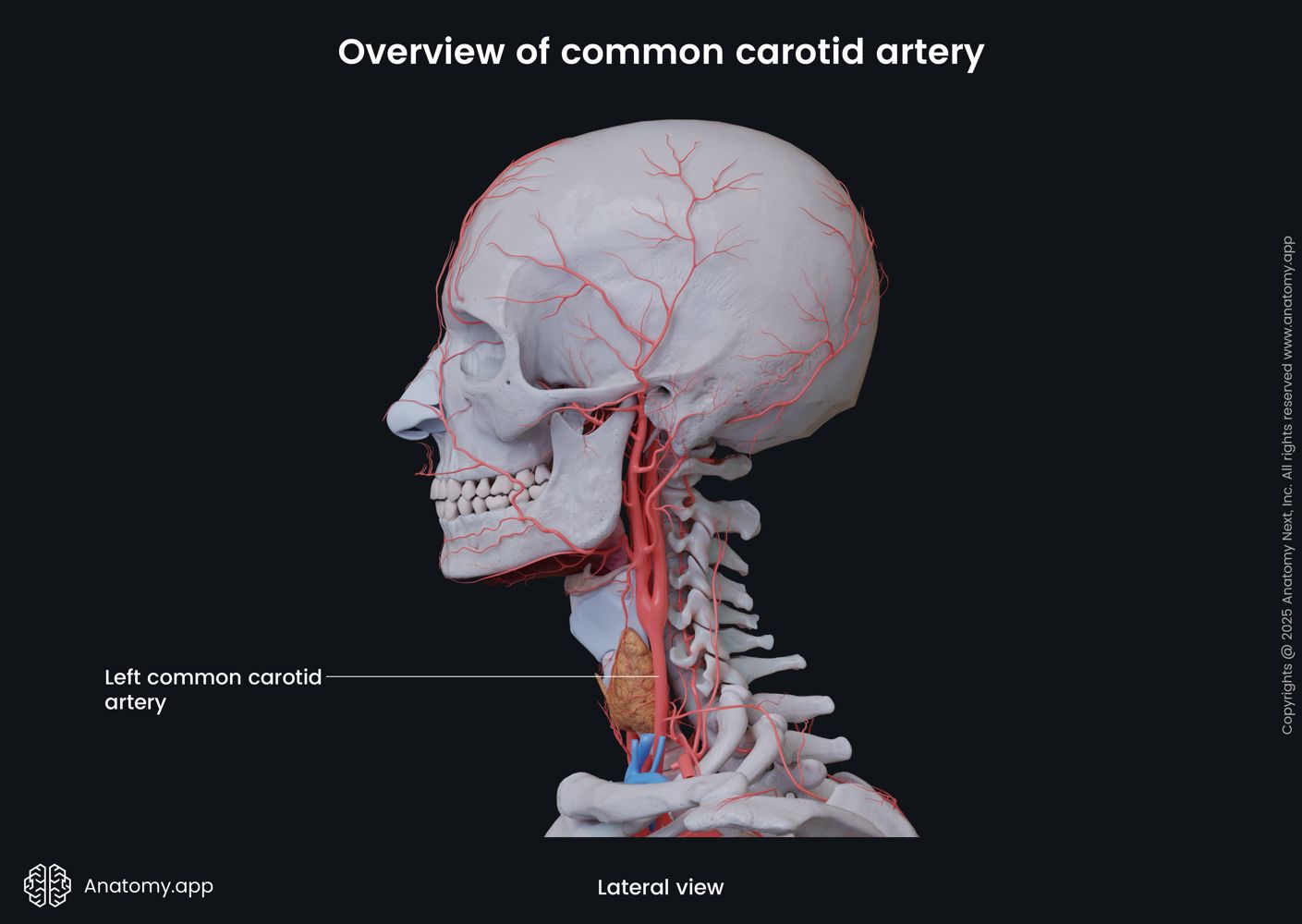 Carotid Pulse Rate