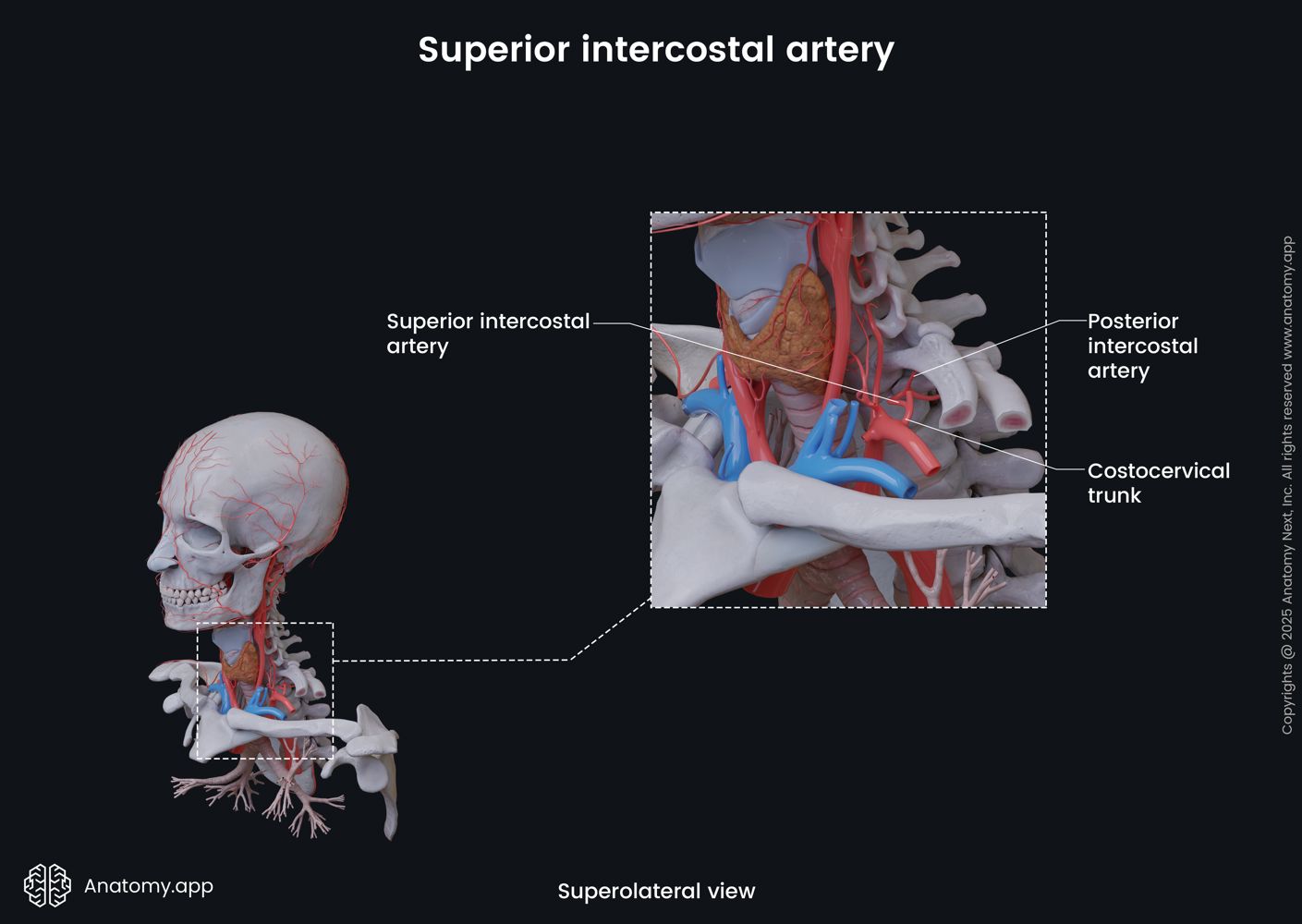 Subclavian artery | Anatomy.app