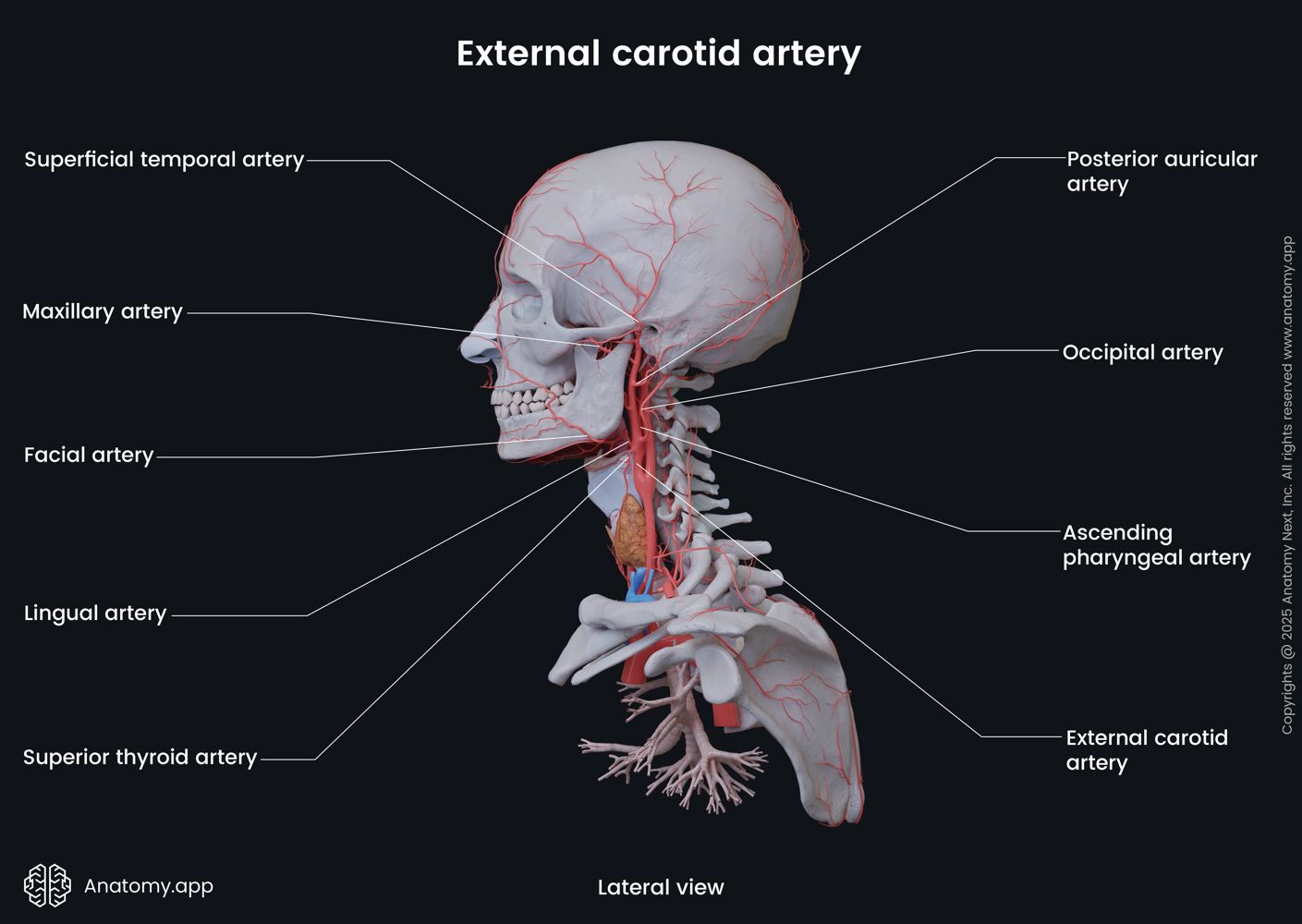 Carotid Anatomy Diagram Surgical Considerations And Strategies For