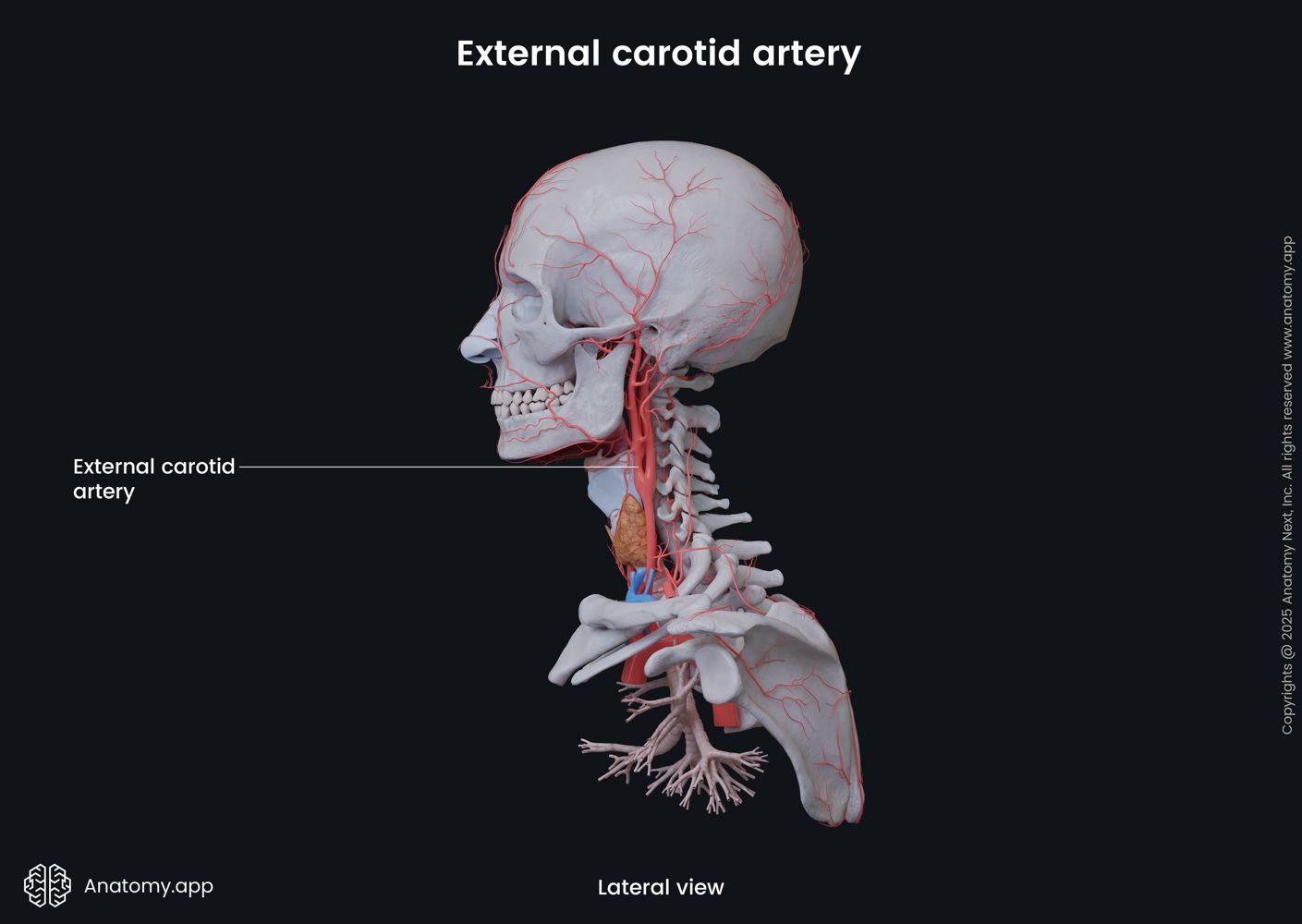 Common Carotid Artery Anatomy App