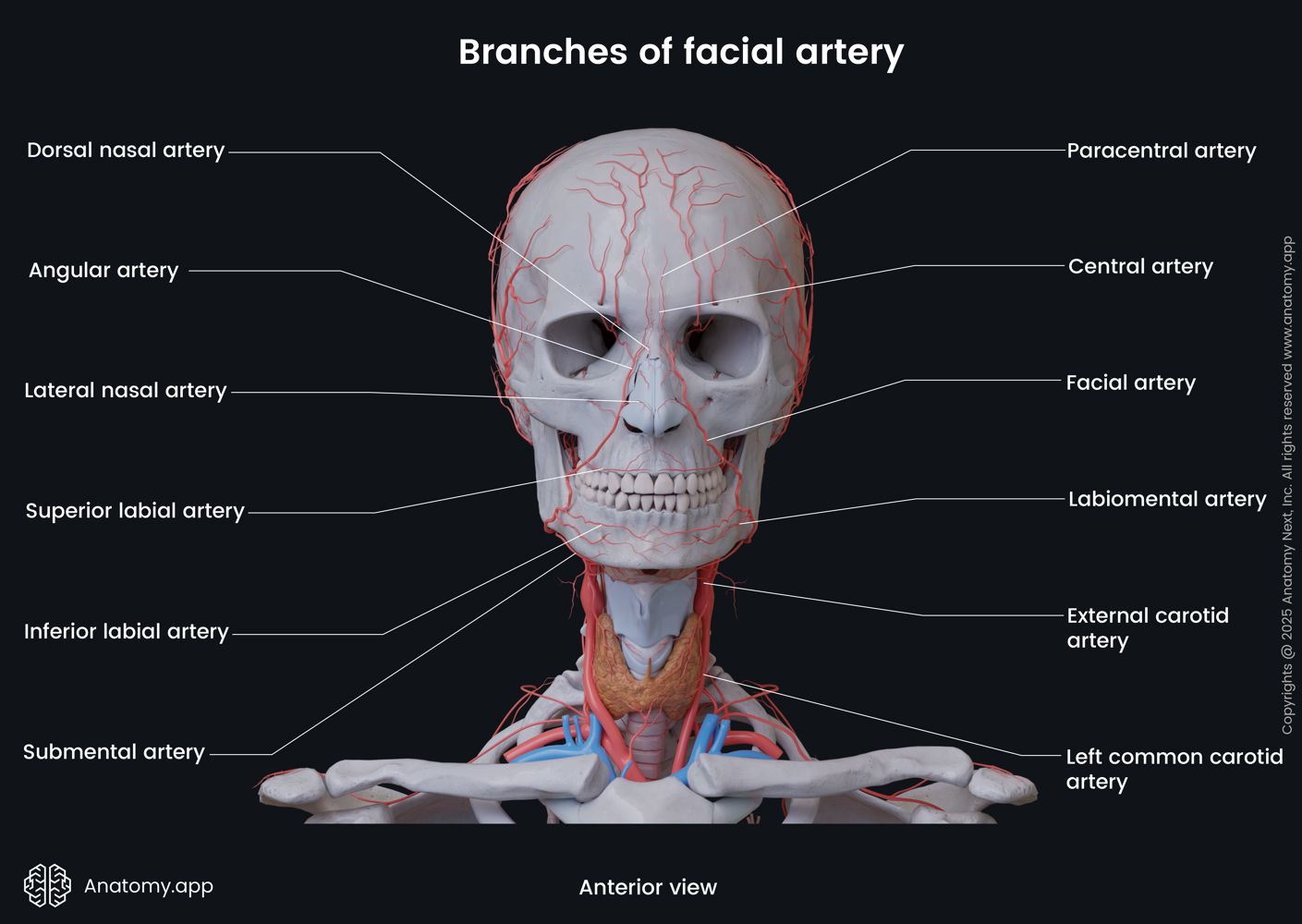 Facial artery | Anatomy.app
