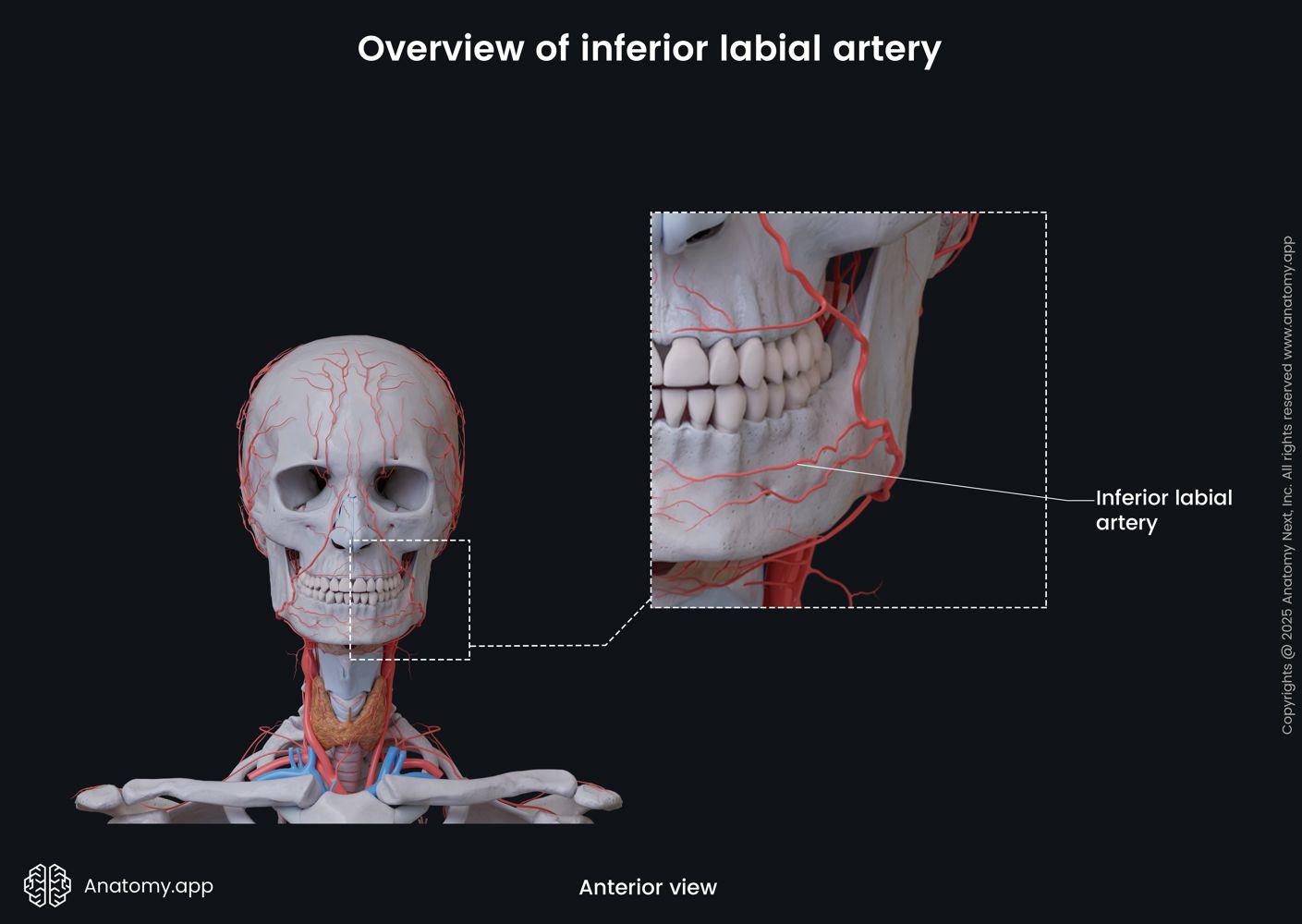 Inferior labial artery | Anatomy.app